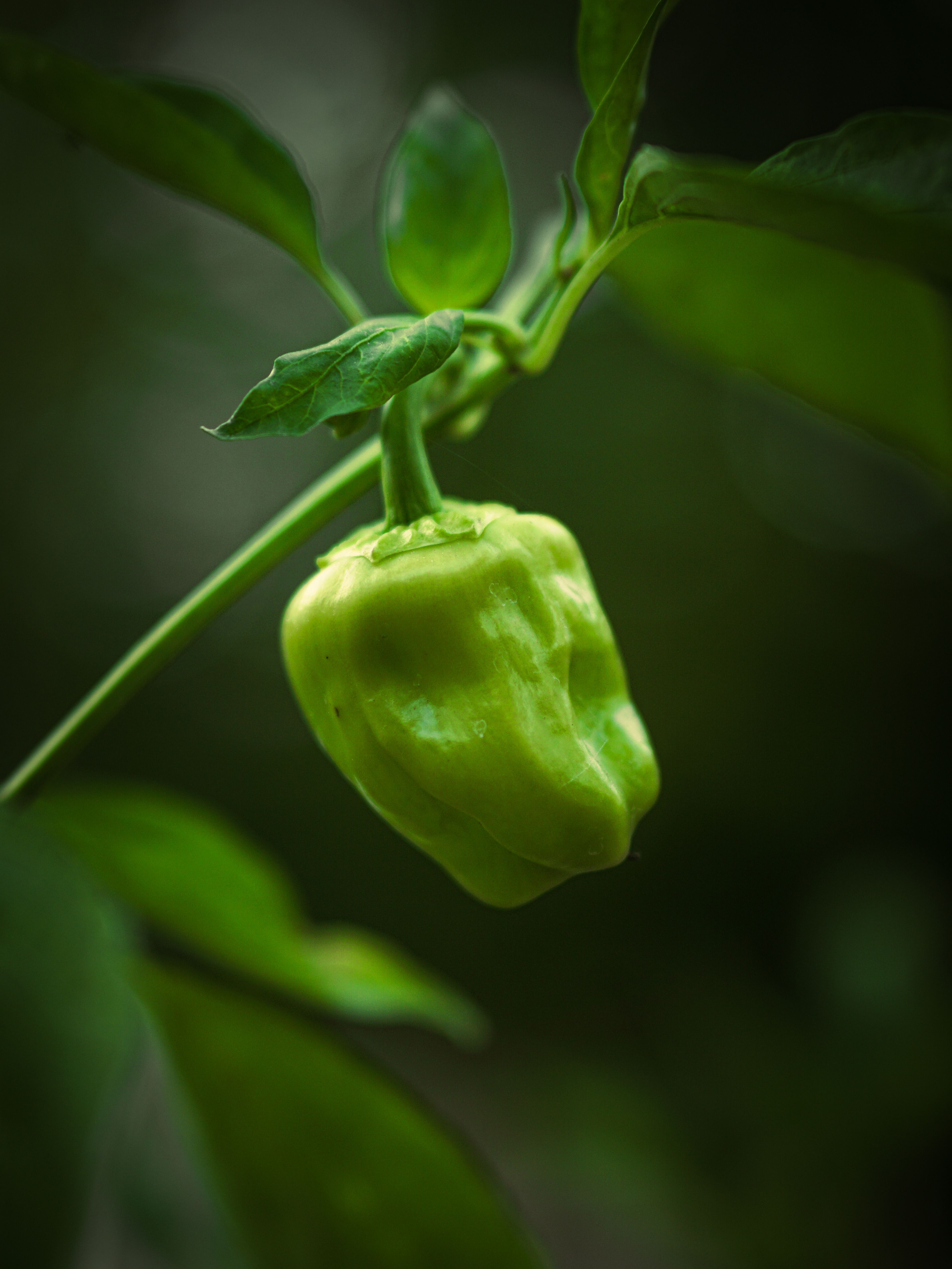 A Green Bell Pepper Hanging on Plant · Free Stock Photo