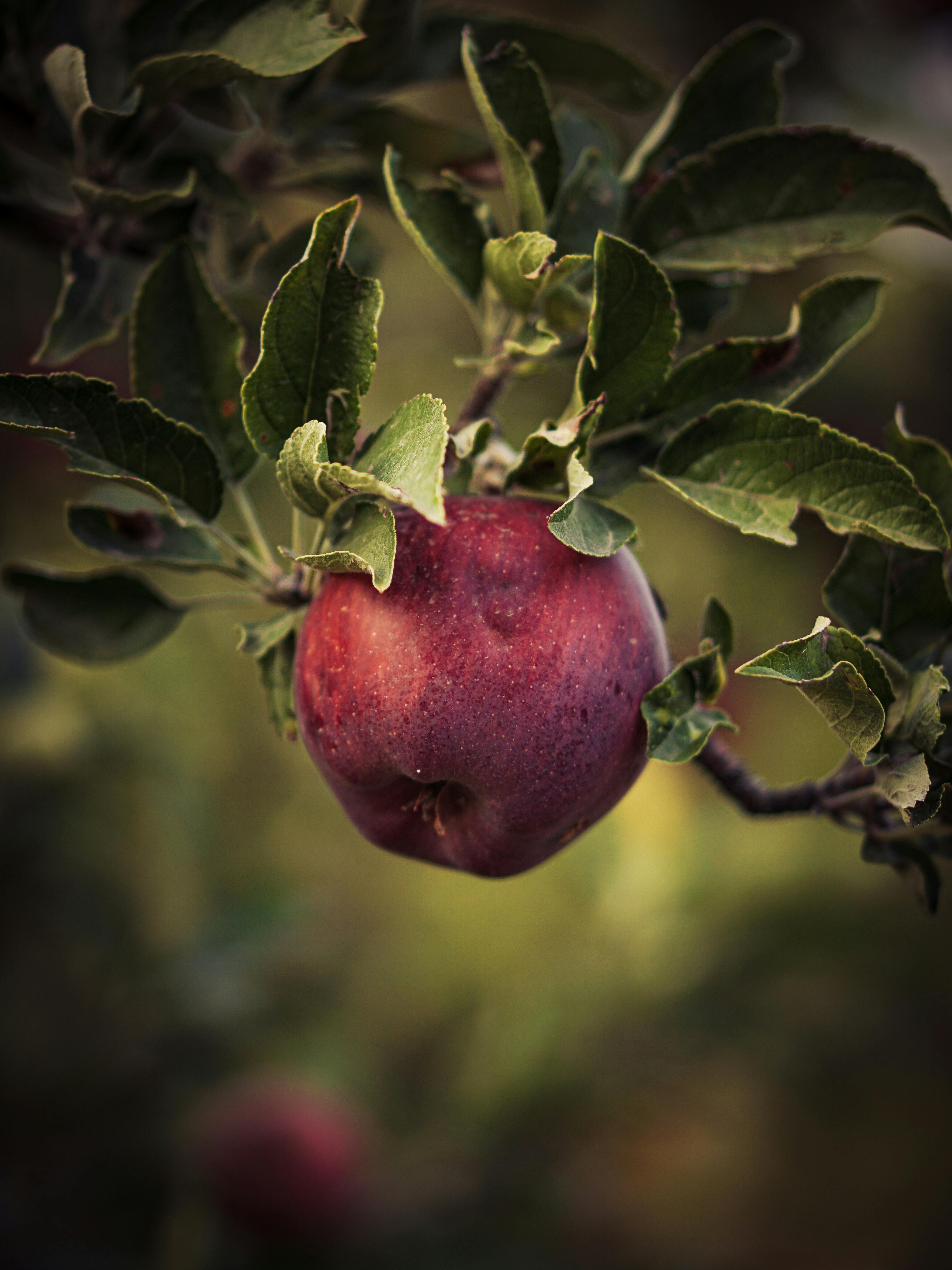 Close-up Photography of Apple Tree · Free Stock Photo