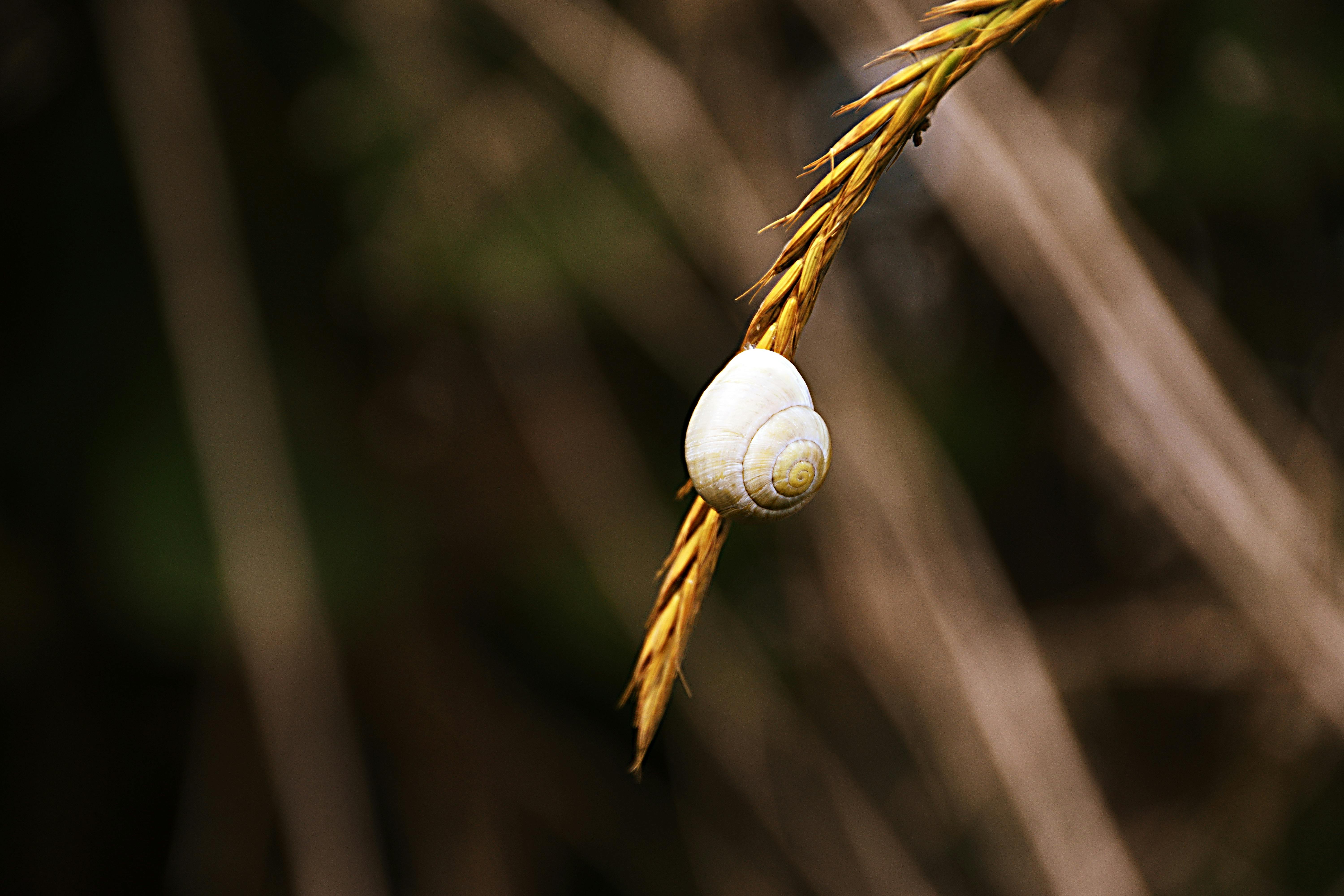Close-Up Photograph of a White Snail Shell · Free Stock Photo