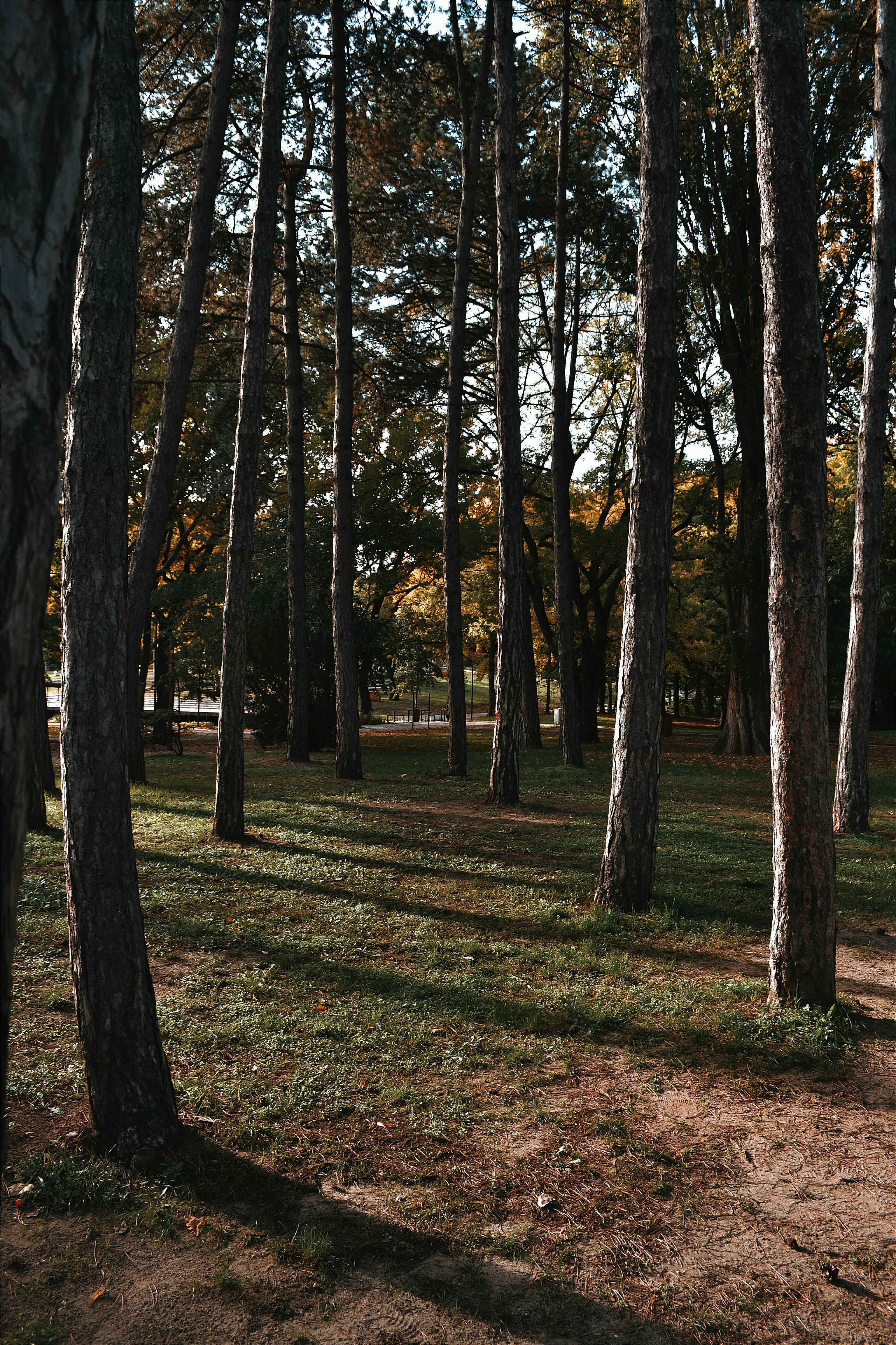 Photo of Tall Trees in a Park · Free Stock Photo