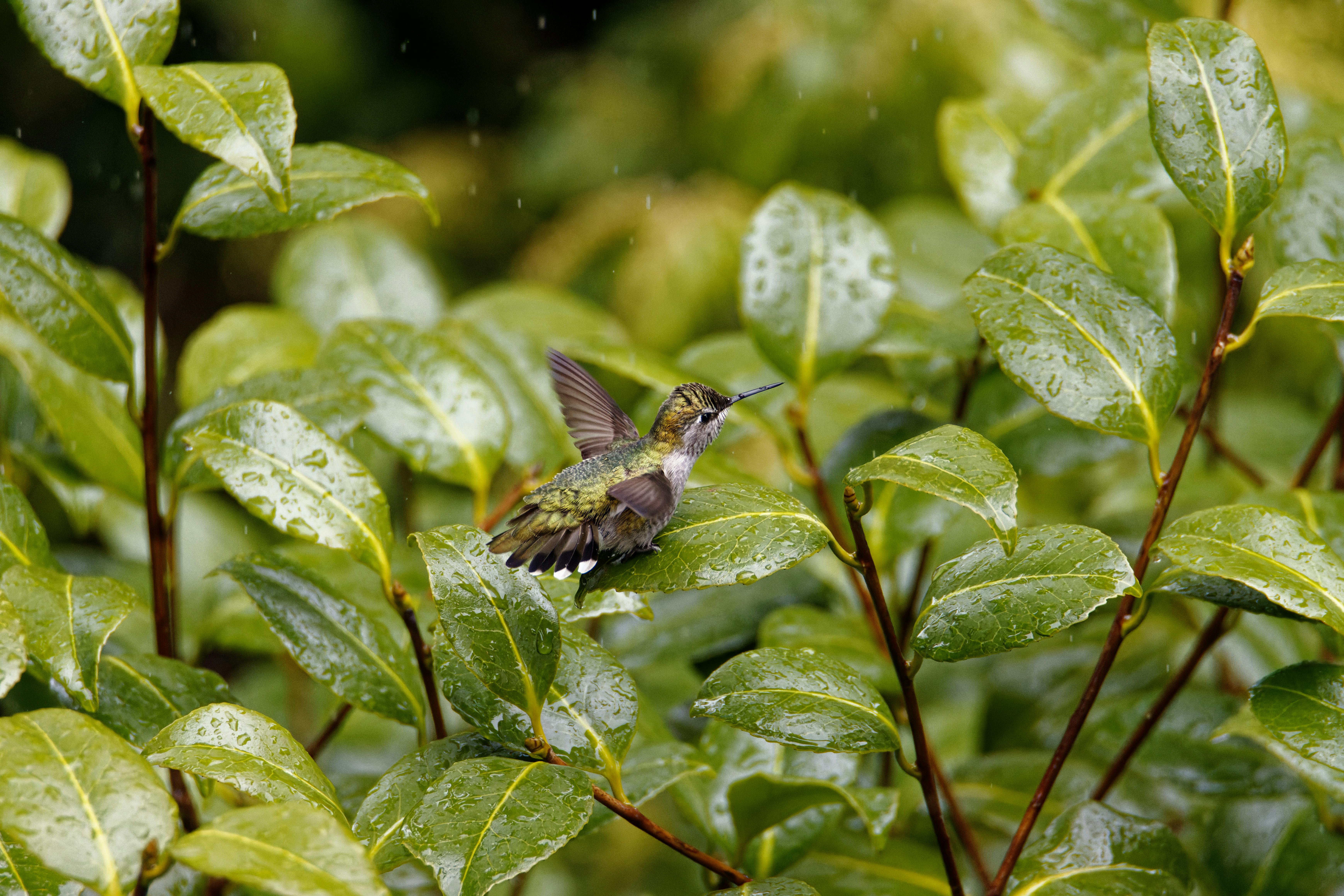 A Wet Hummingbird on a Leaf · Free Stock Photo