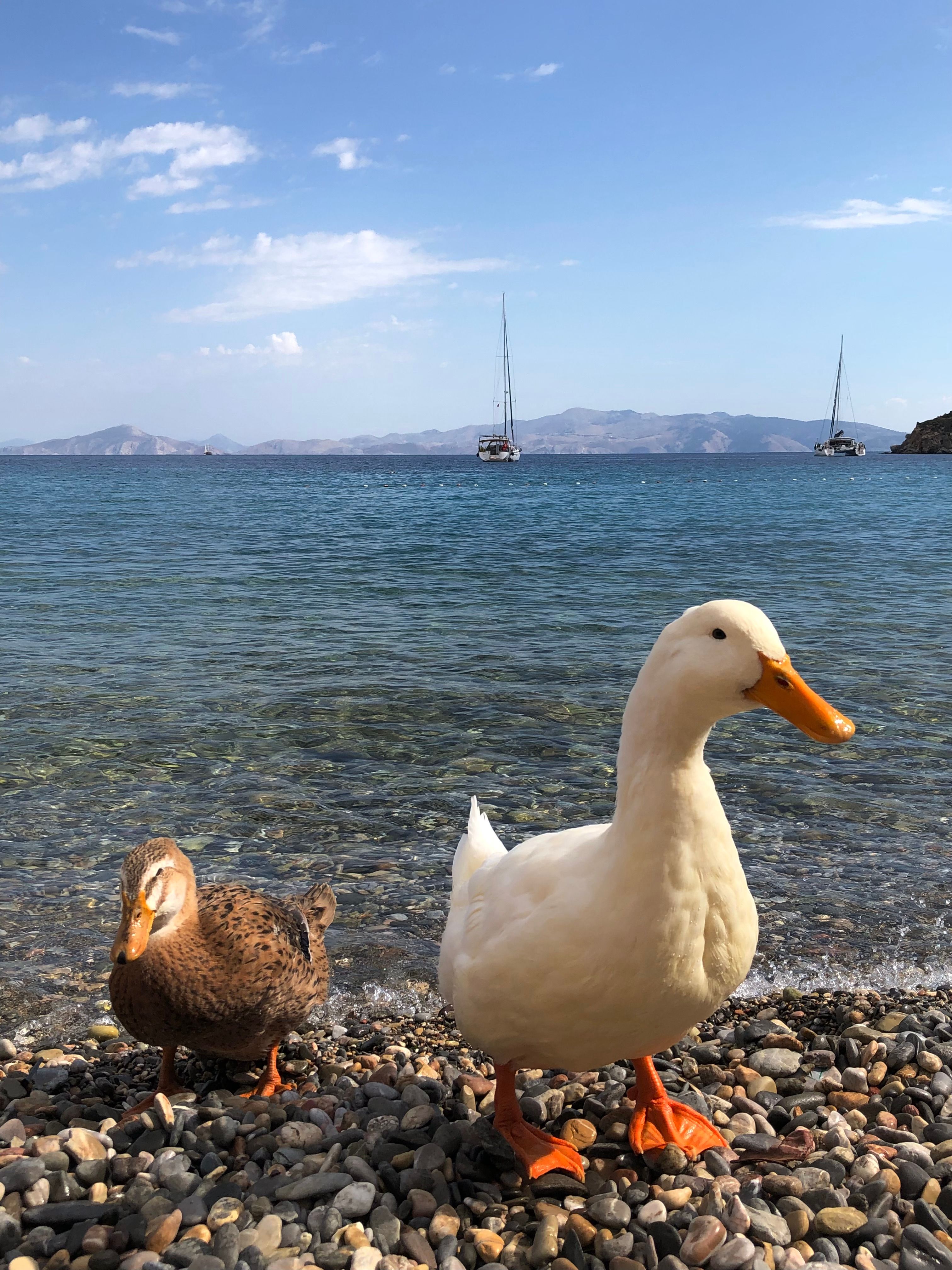 Wild Ducks Photos, Download The BEST Free Wild Ducks Stock Photos & HD ...