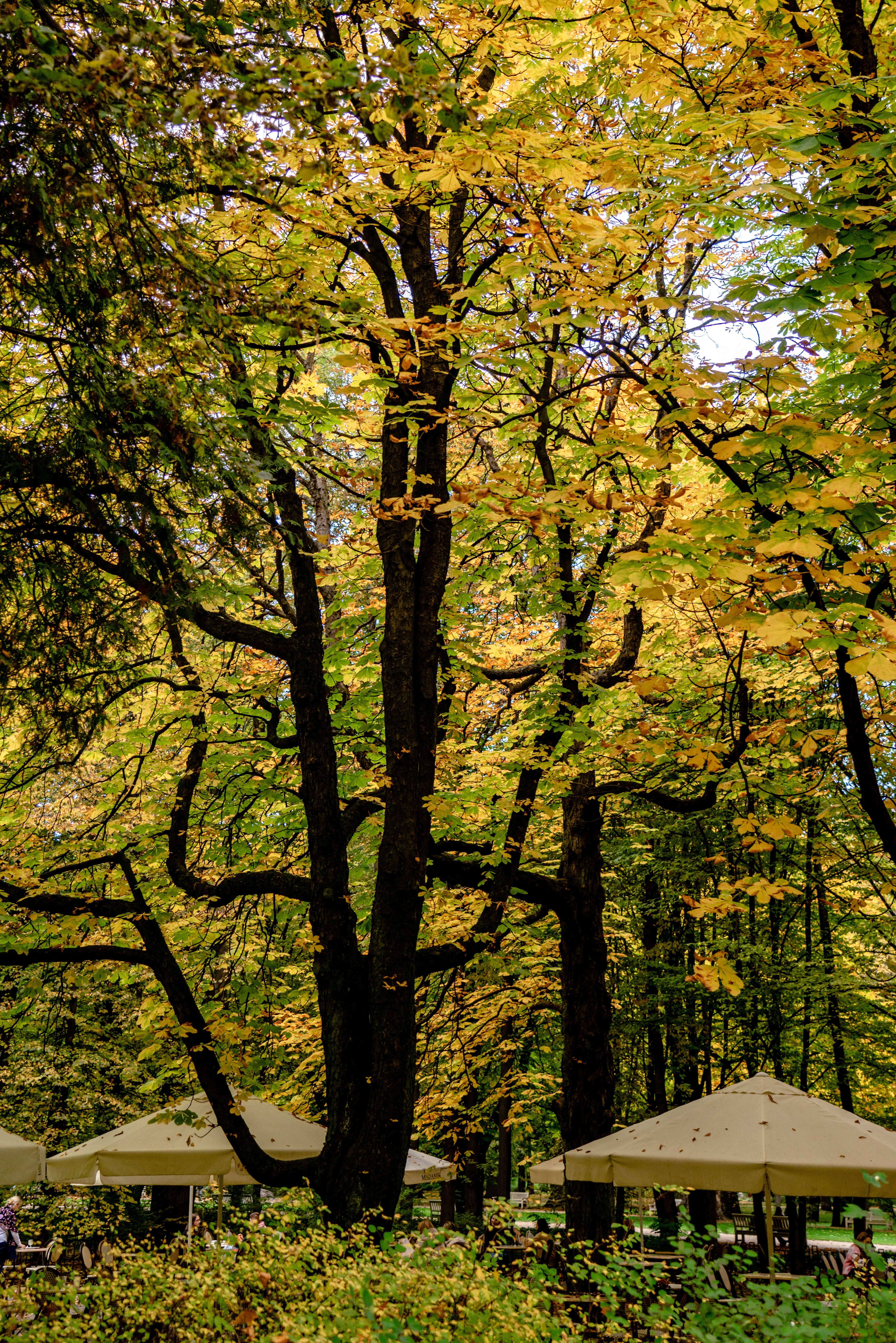 Canopies on the Park · Free Stock Photo