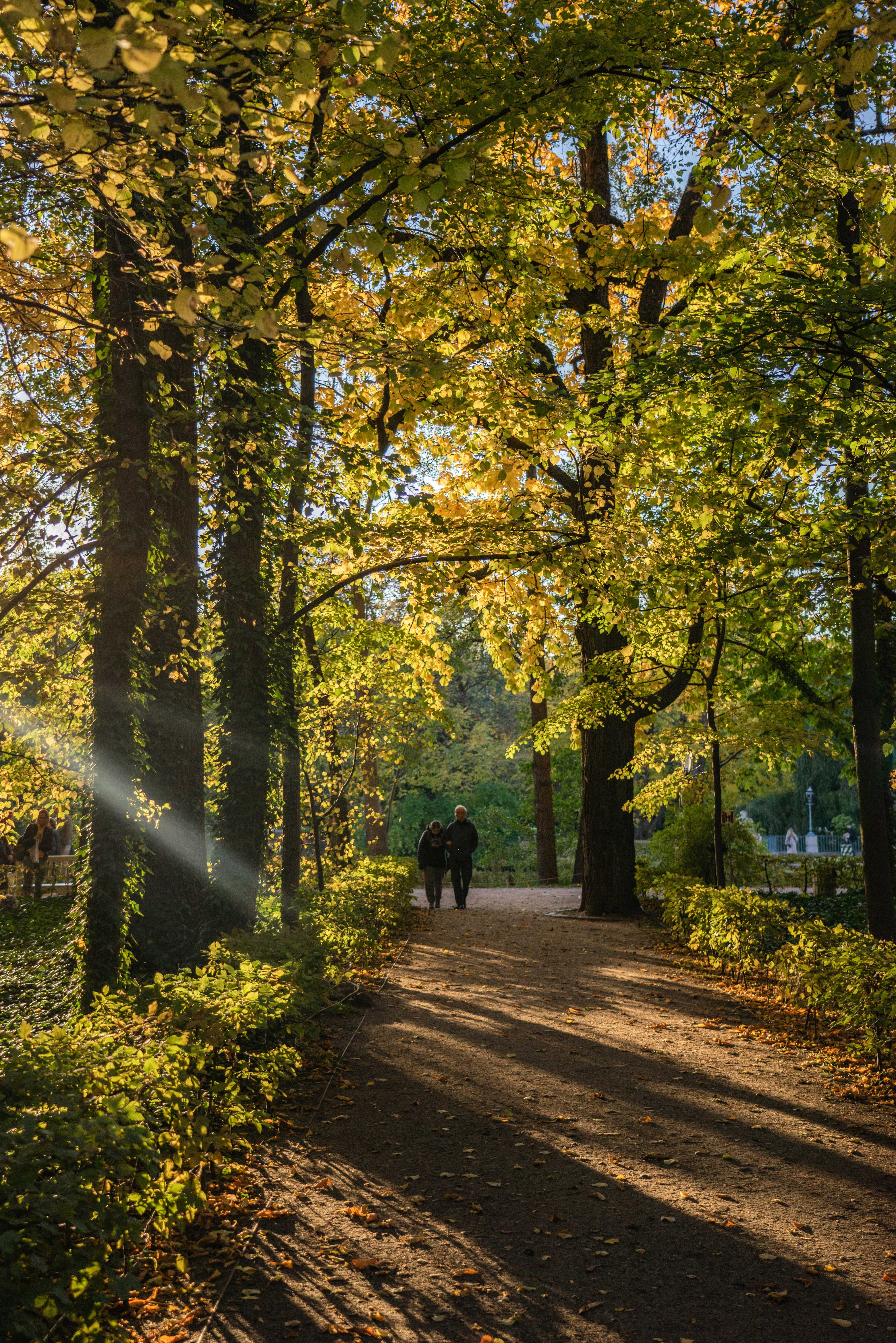 Person Walking on the Park's Pathway · Free Stock Photo