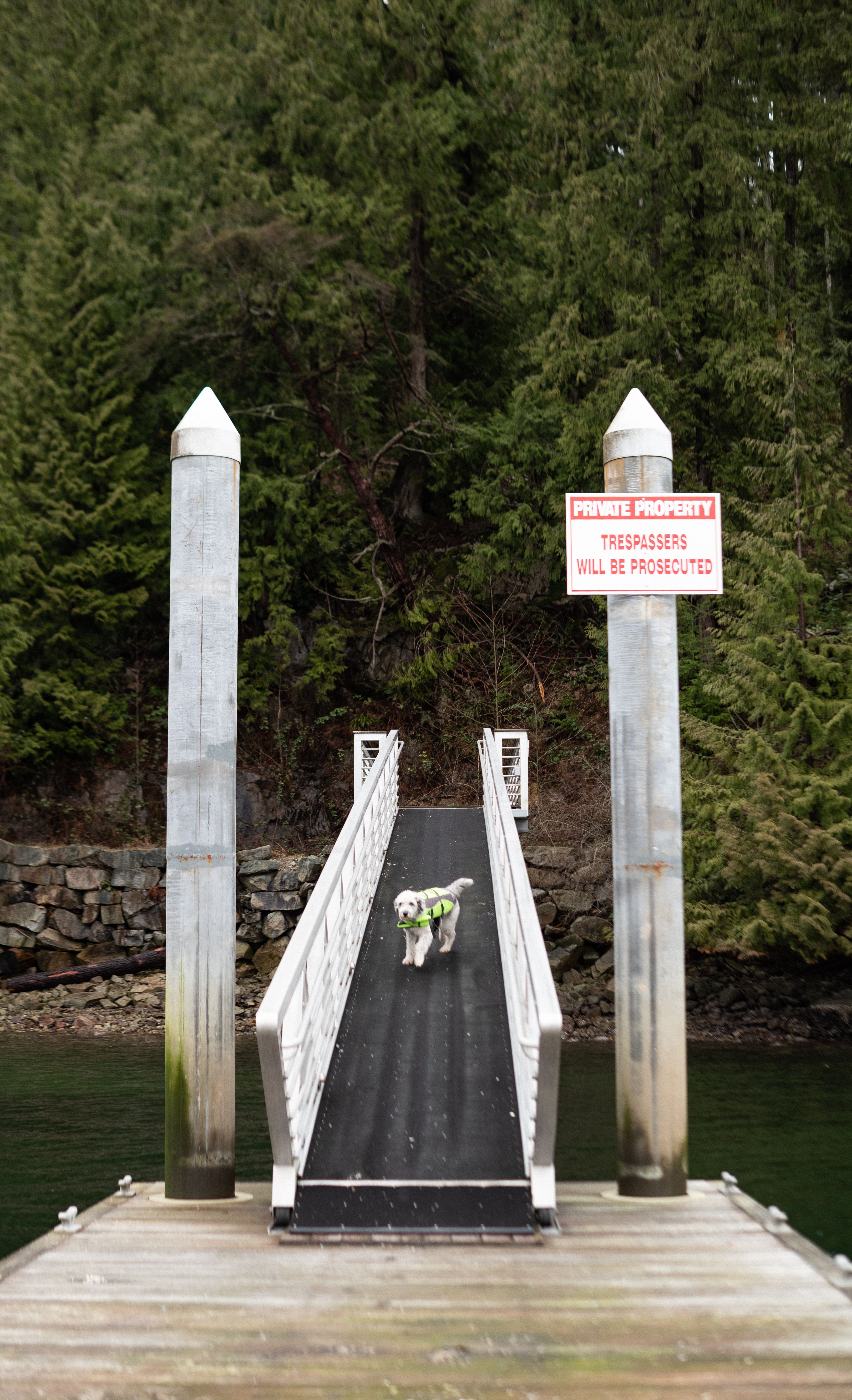 White Dog on the Bridge · Free Stock Photo