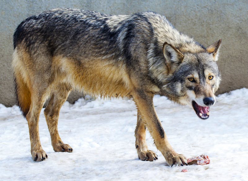 Wolf Hunting with Hounds: Traditions and Today's Practices