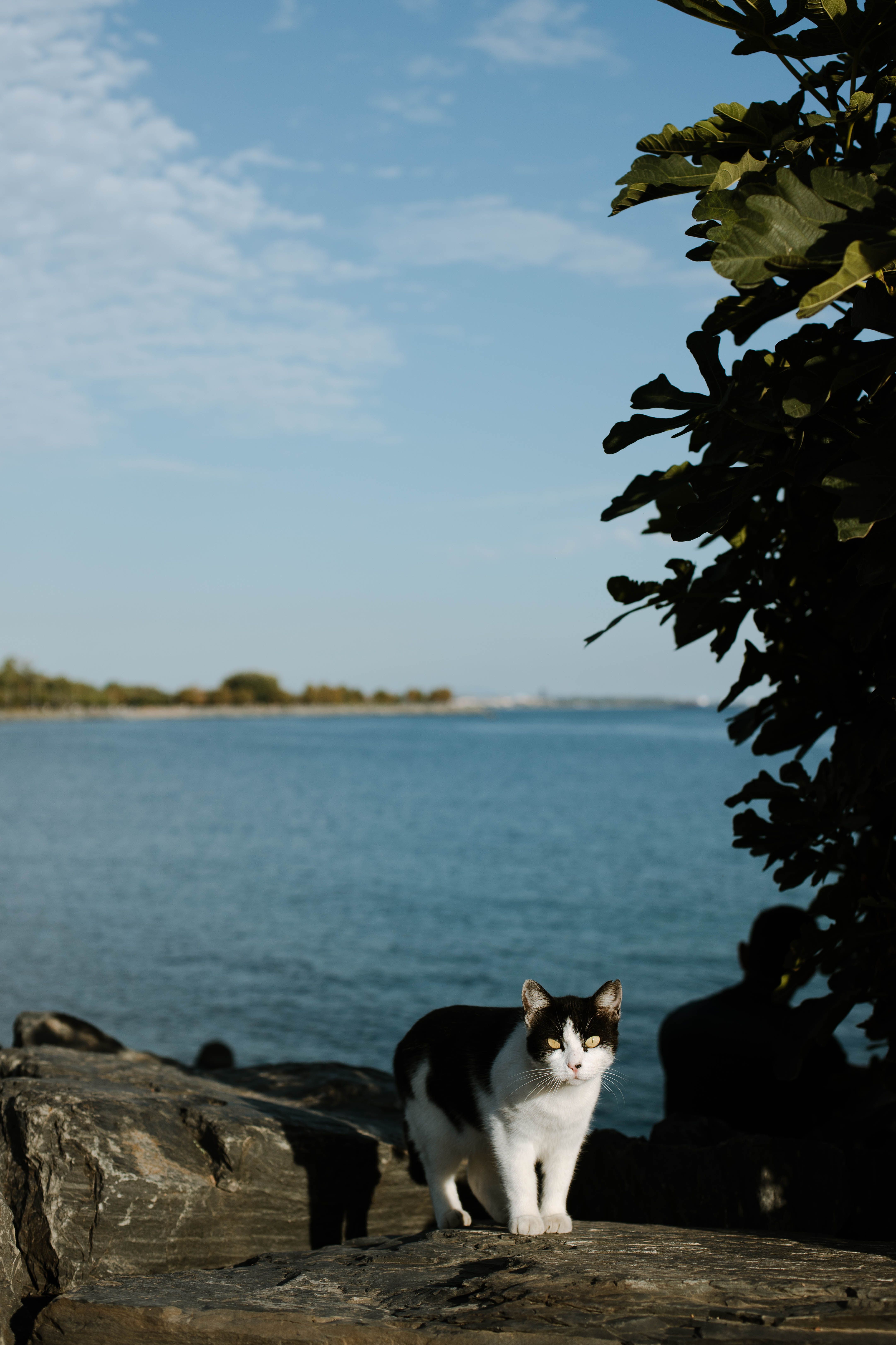 Sky Cute Cat Wallpaper Photos, Download The BEST Free Sky Cute Cat ...