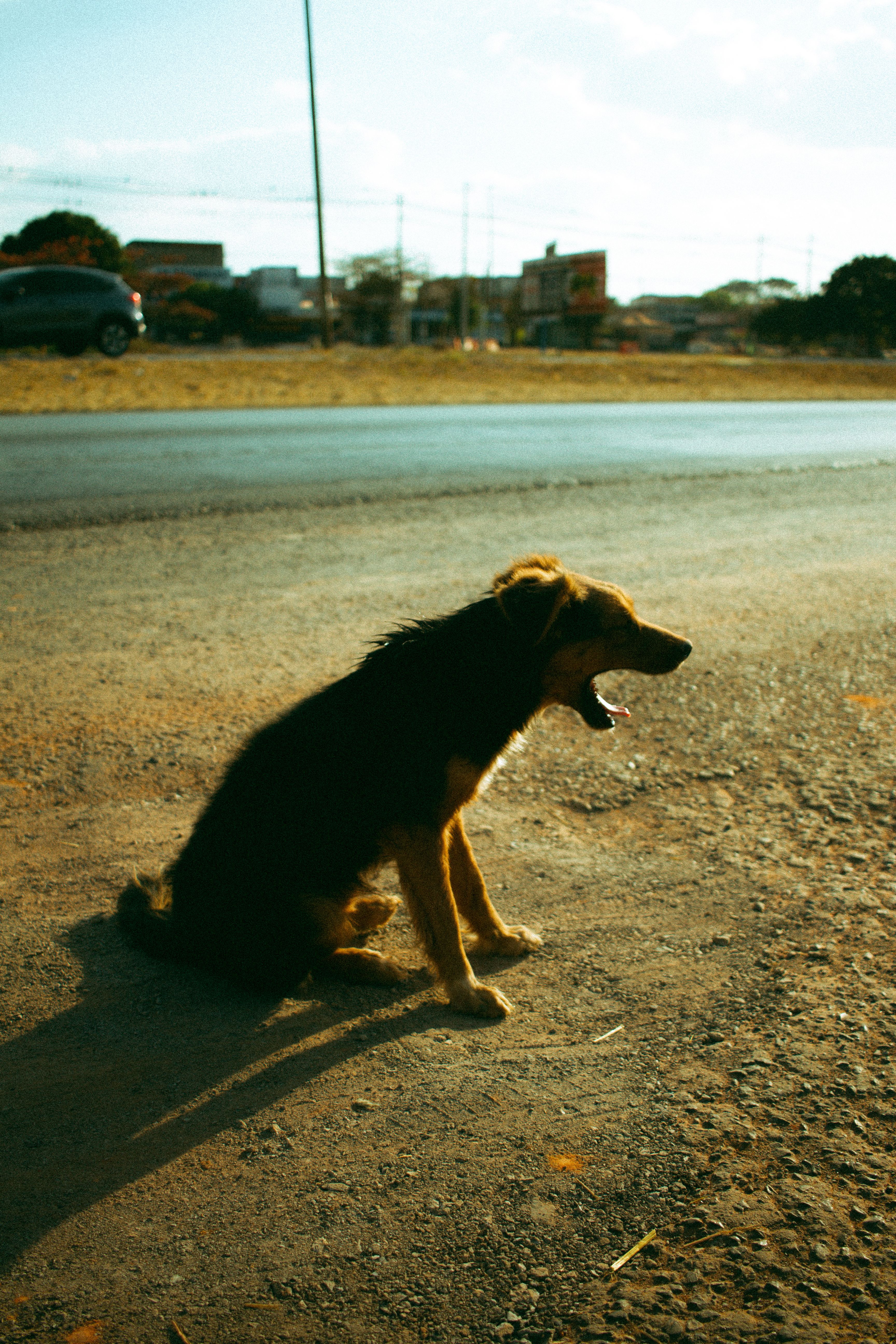 Dog Sitting by Roadside Yawning · Free Stock Photo