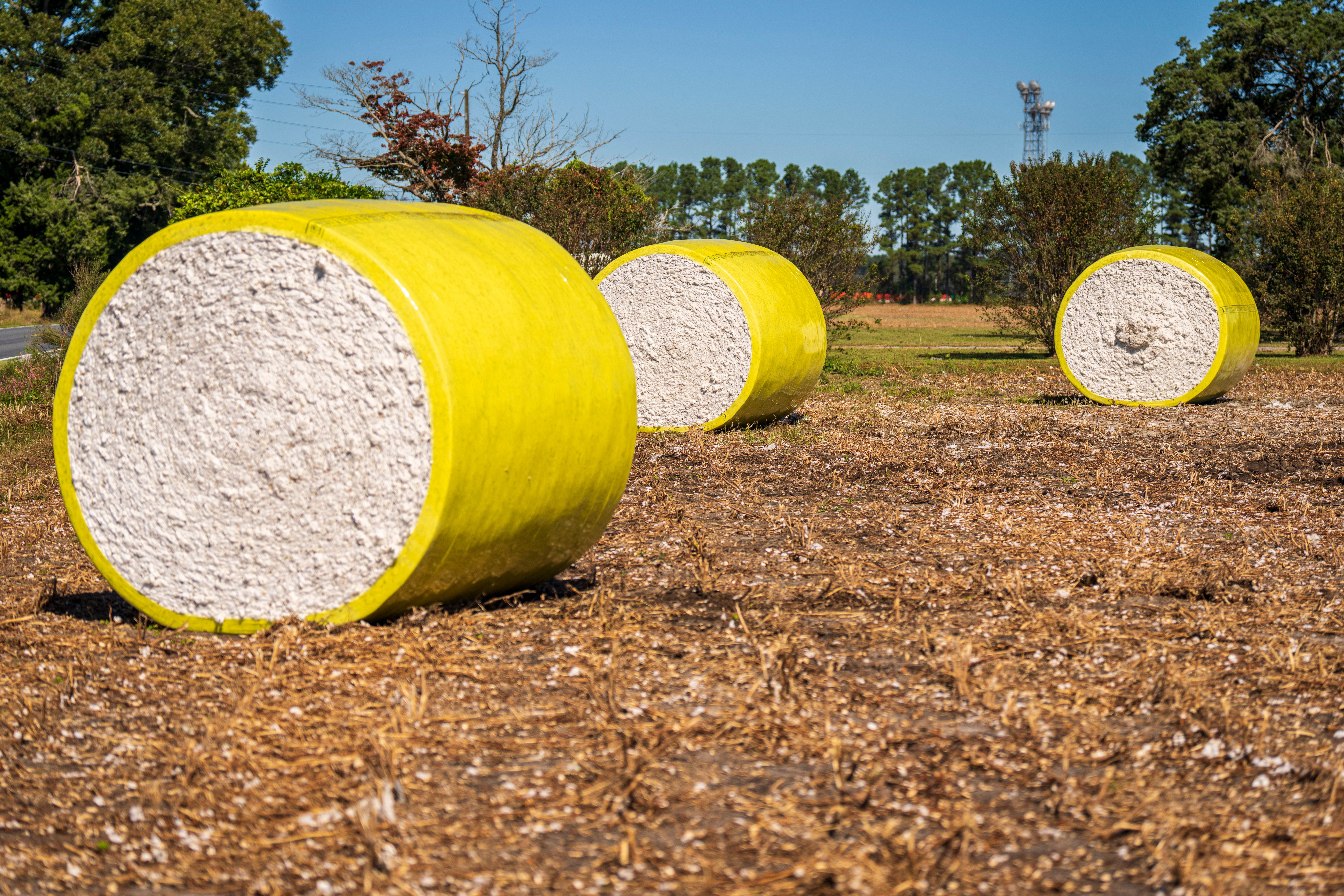 Round Bales of Harvested Cotton Wrapped in Yellow Plastic in the Field ...
