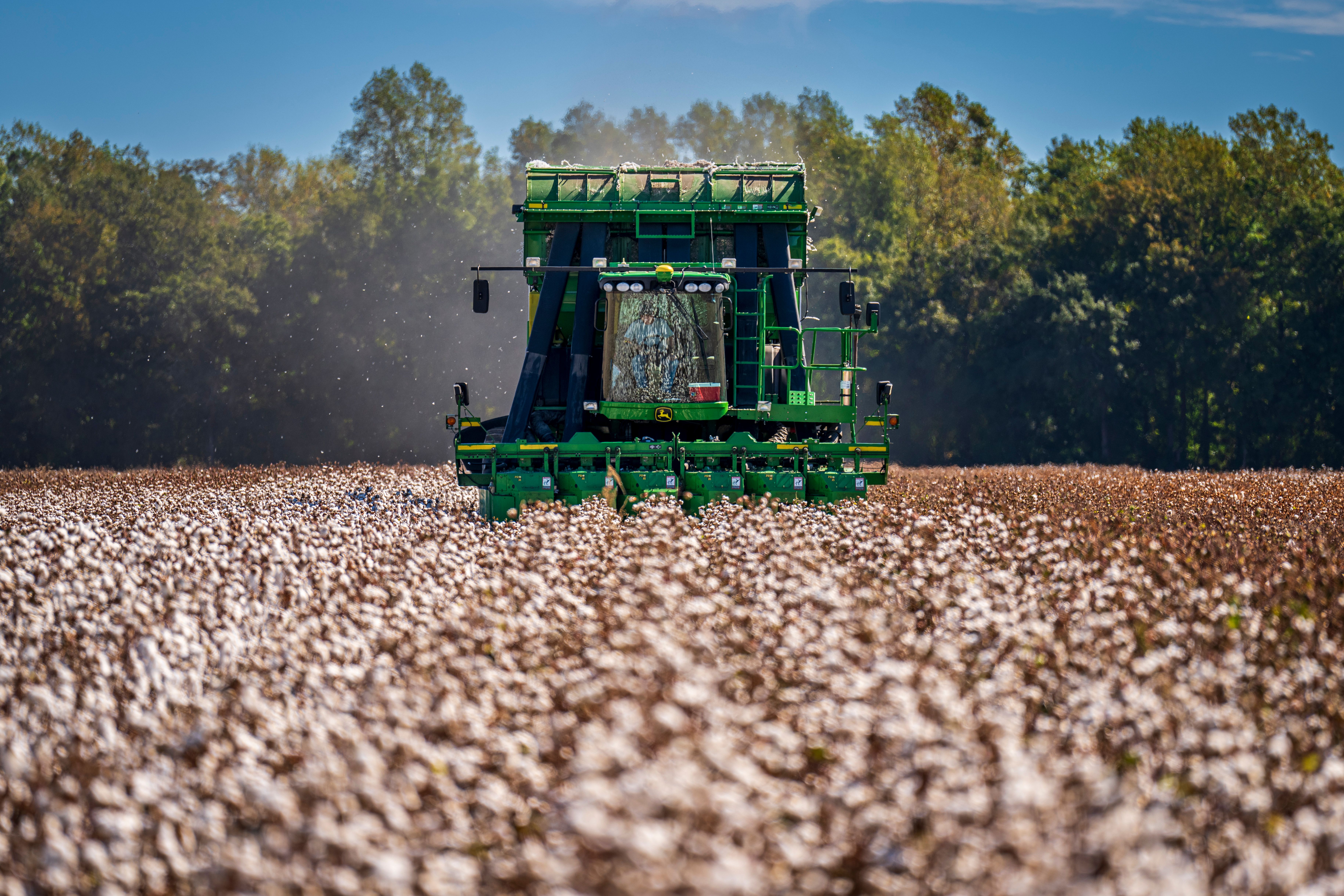 Cotton Picker in Field · Free Stock Photo