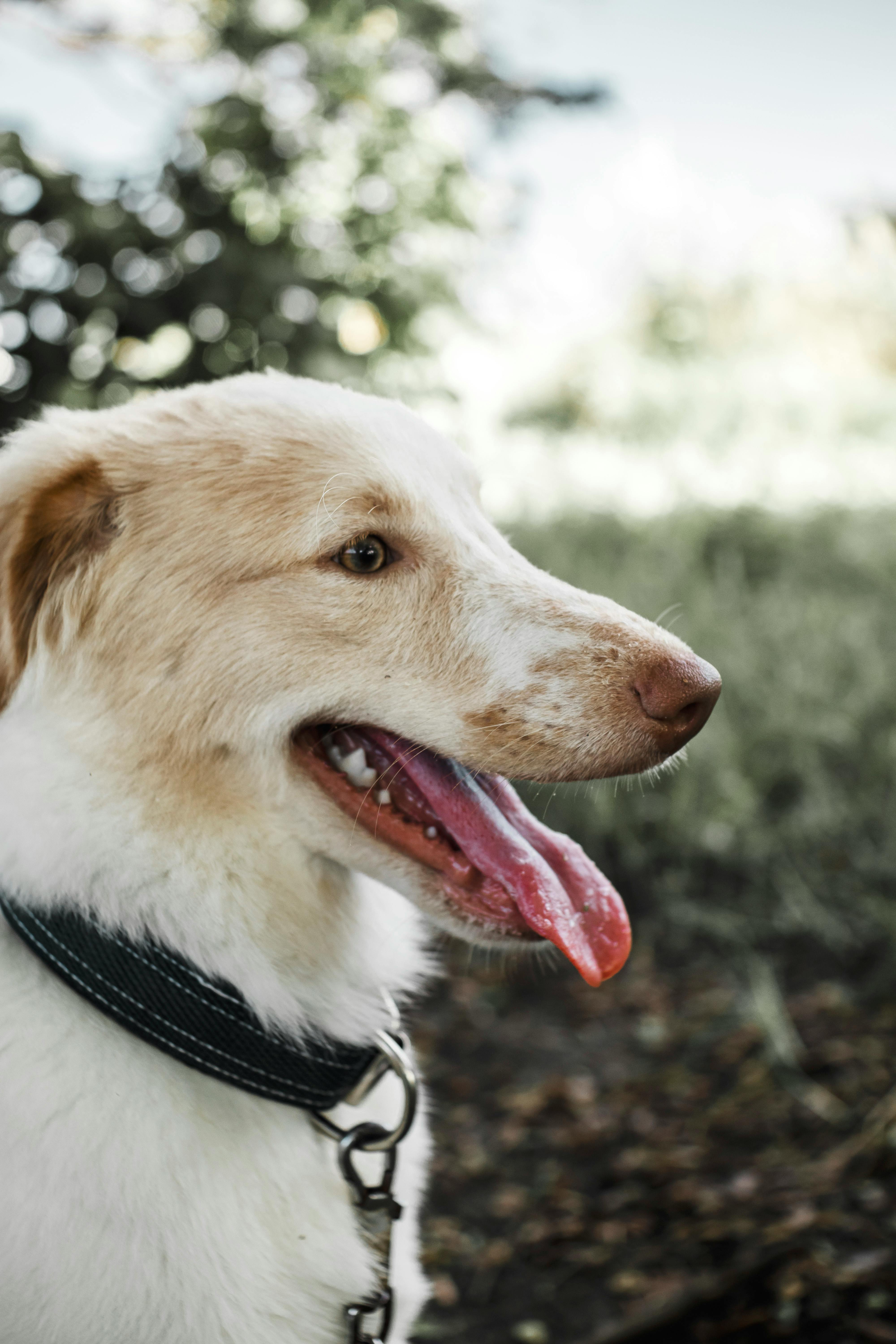 Close-Up Shot of a Dog · Free Stock Photo