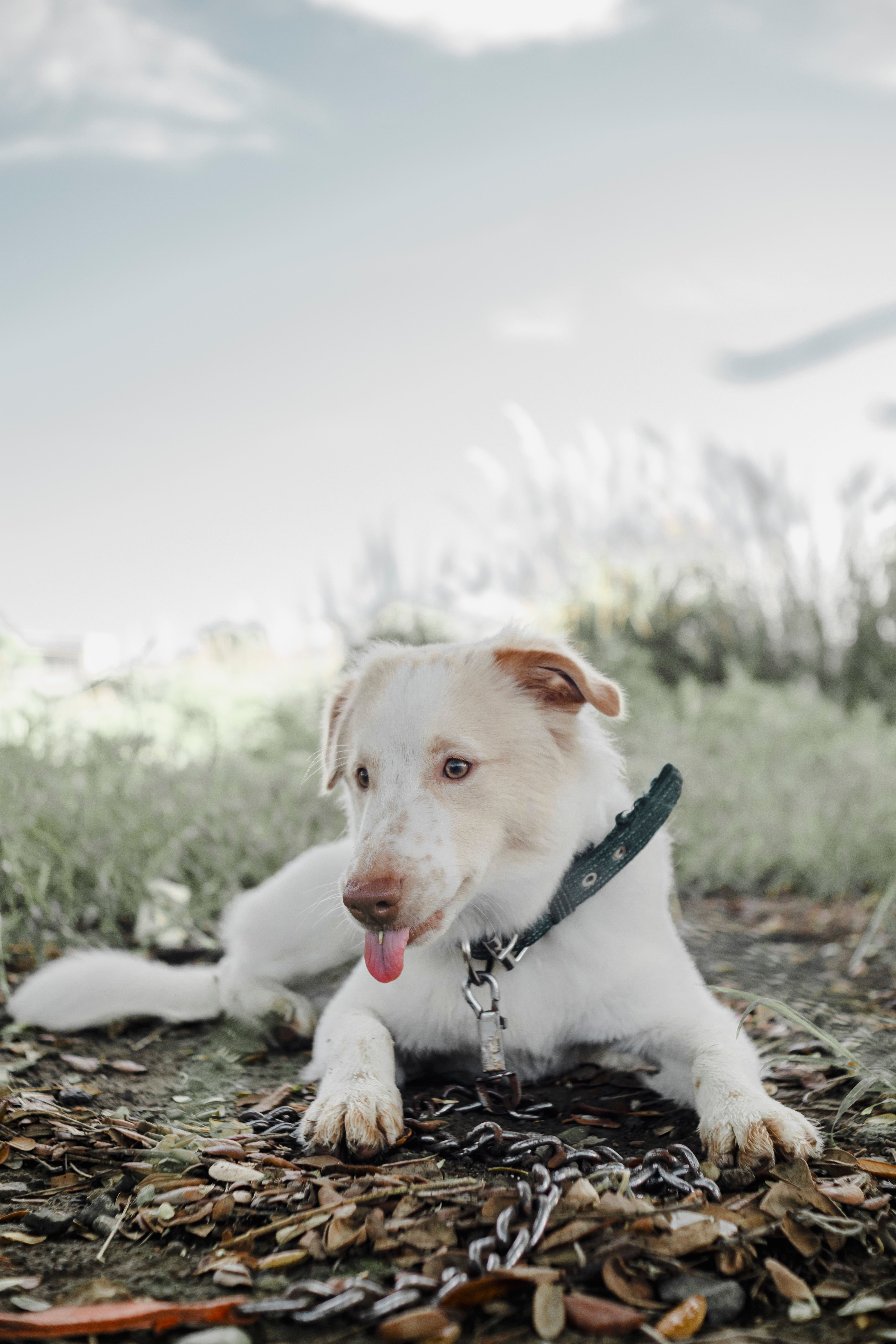 A Dog on the Ground · Free Stock Photo