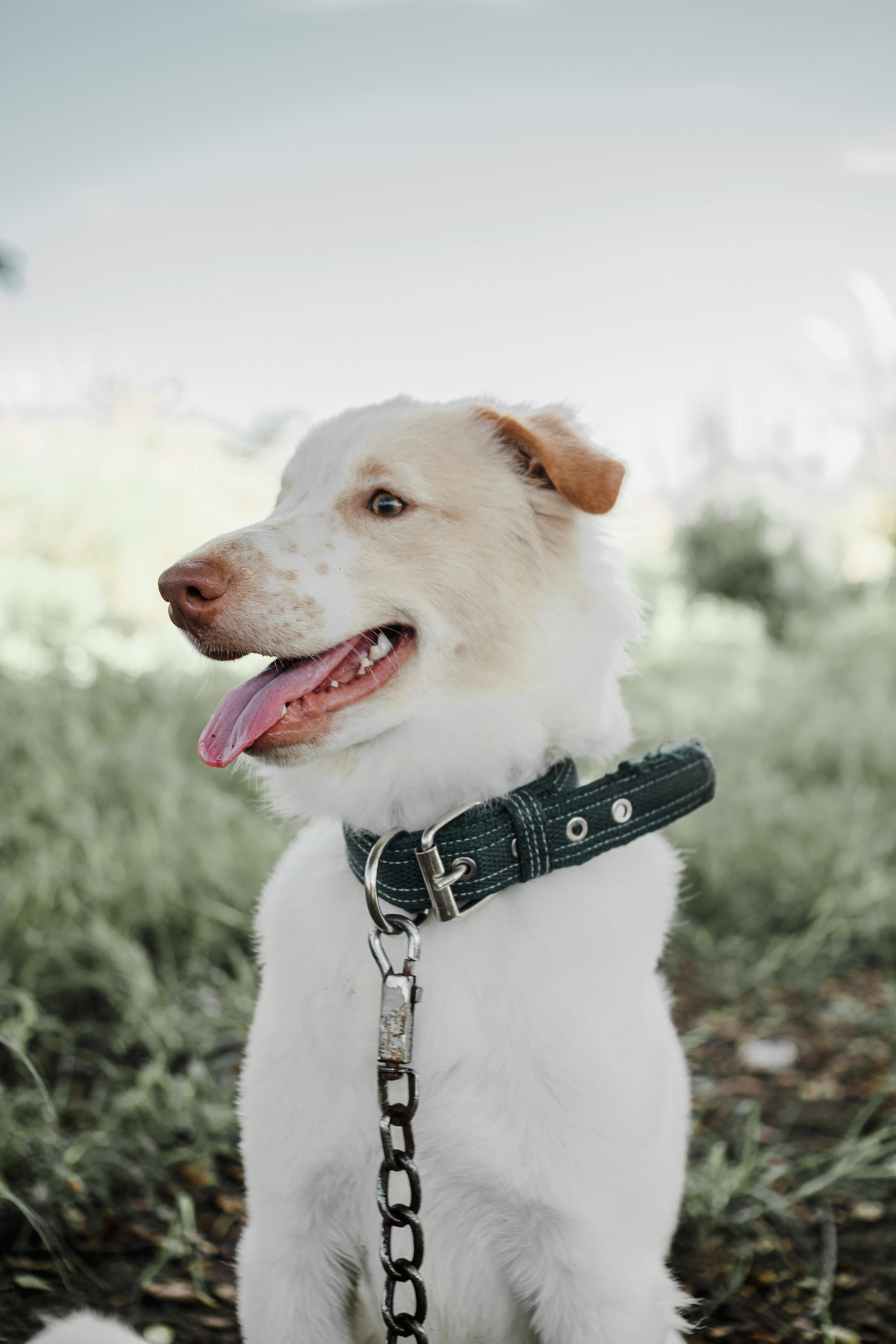 Close-Up Shot of a Dog · Free Stock Photo