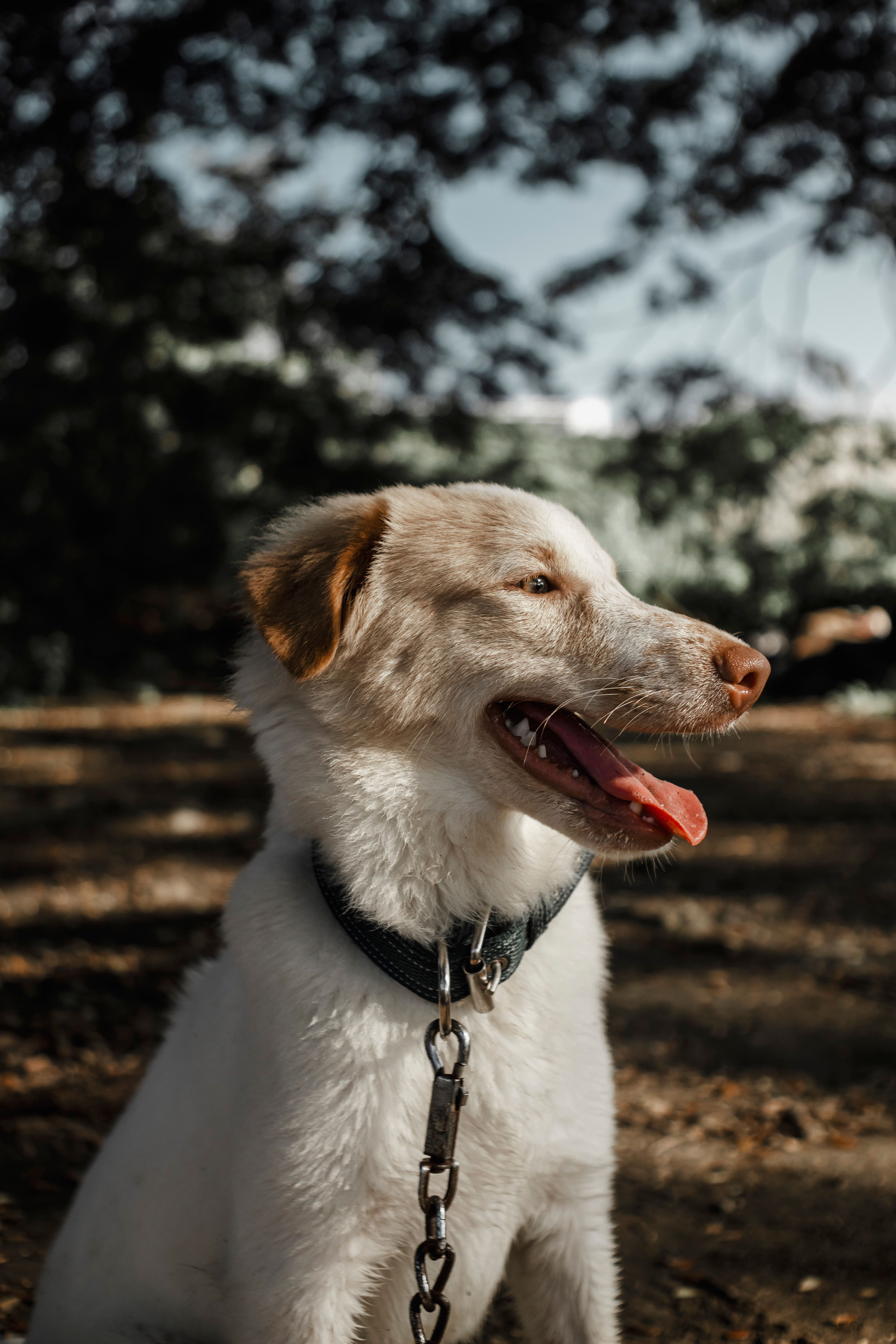 Two Dogs Sitting Outside · Free Stock Photo