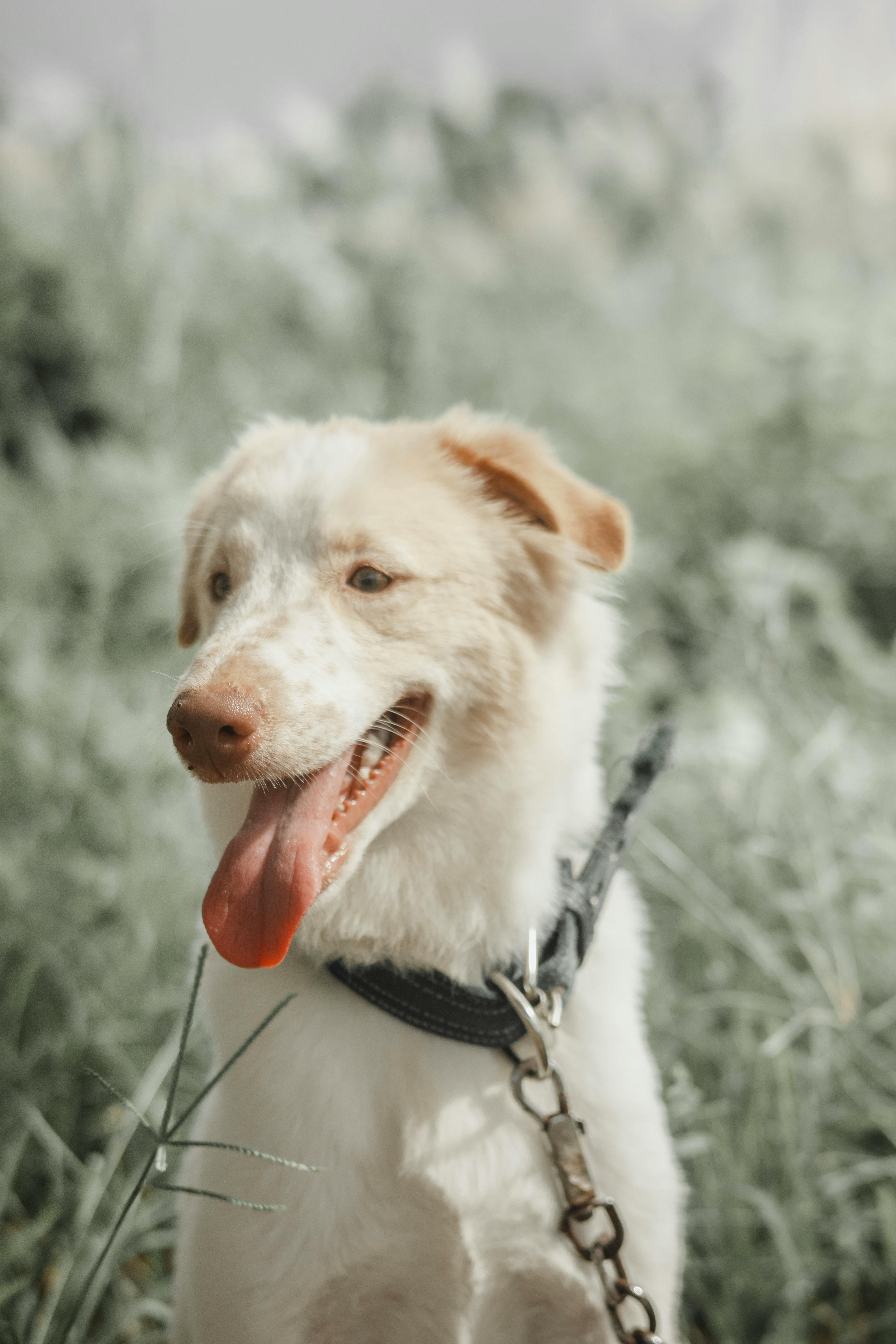 Close-Up Shot of a Dog · Free Stock Photo