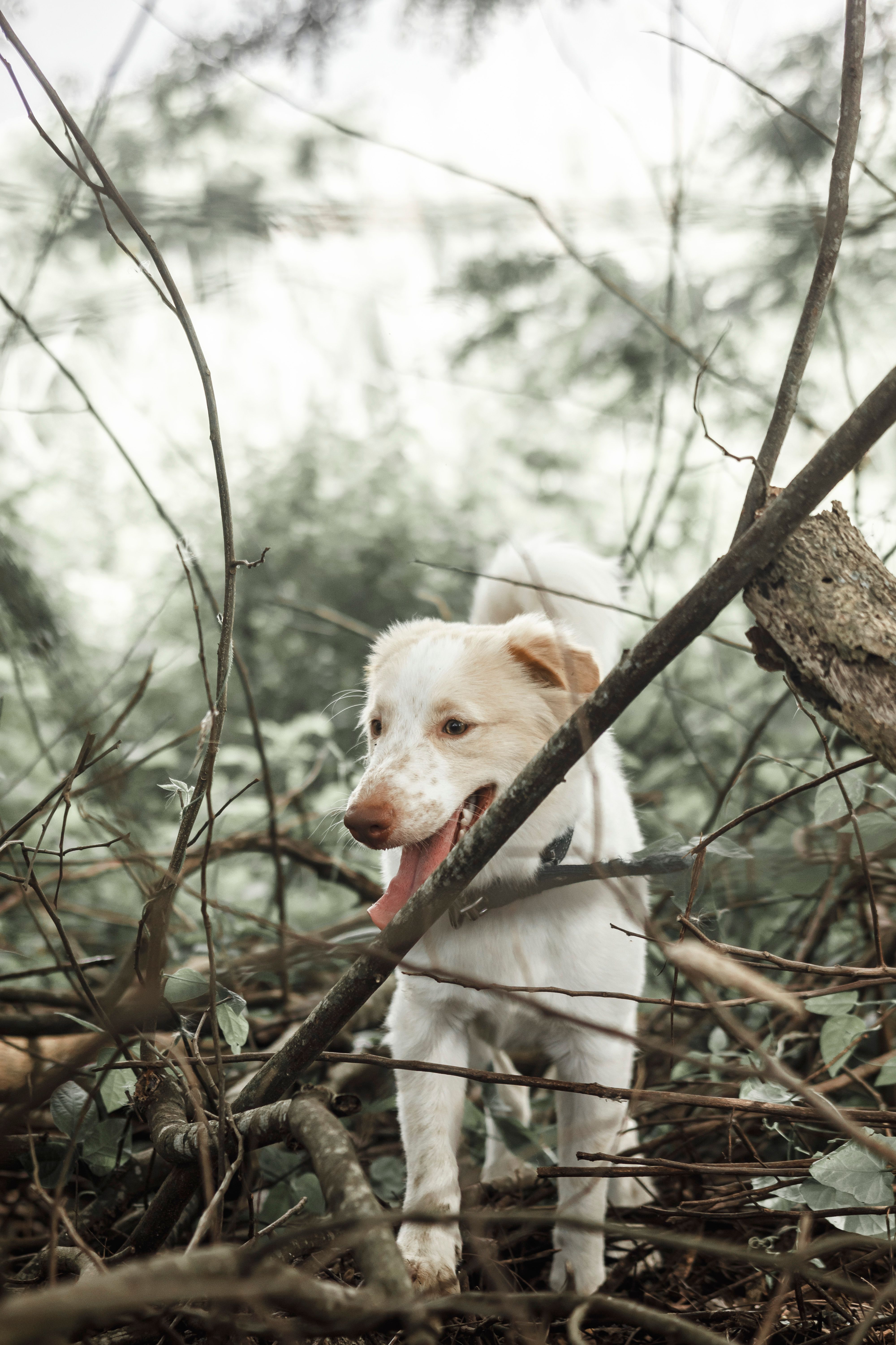 White and Brown Dog Walking on the Ground with Brown Tree Branches ...