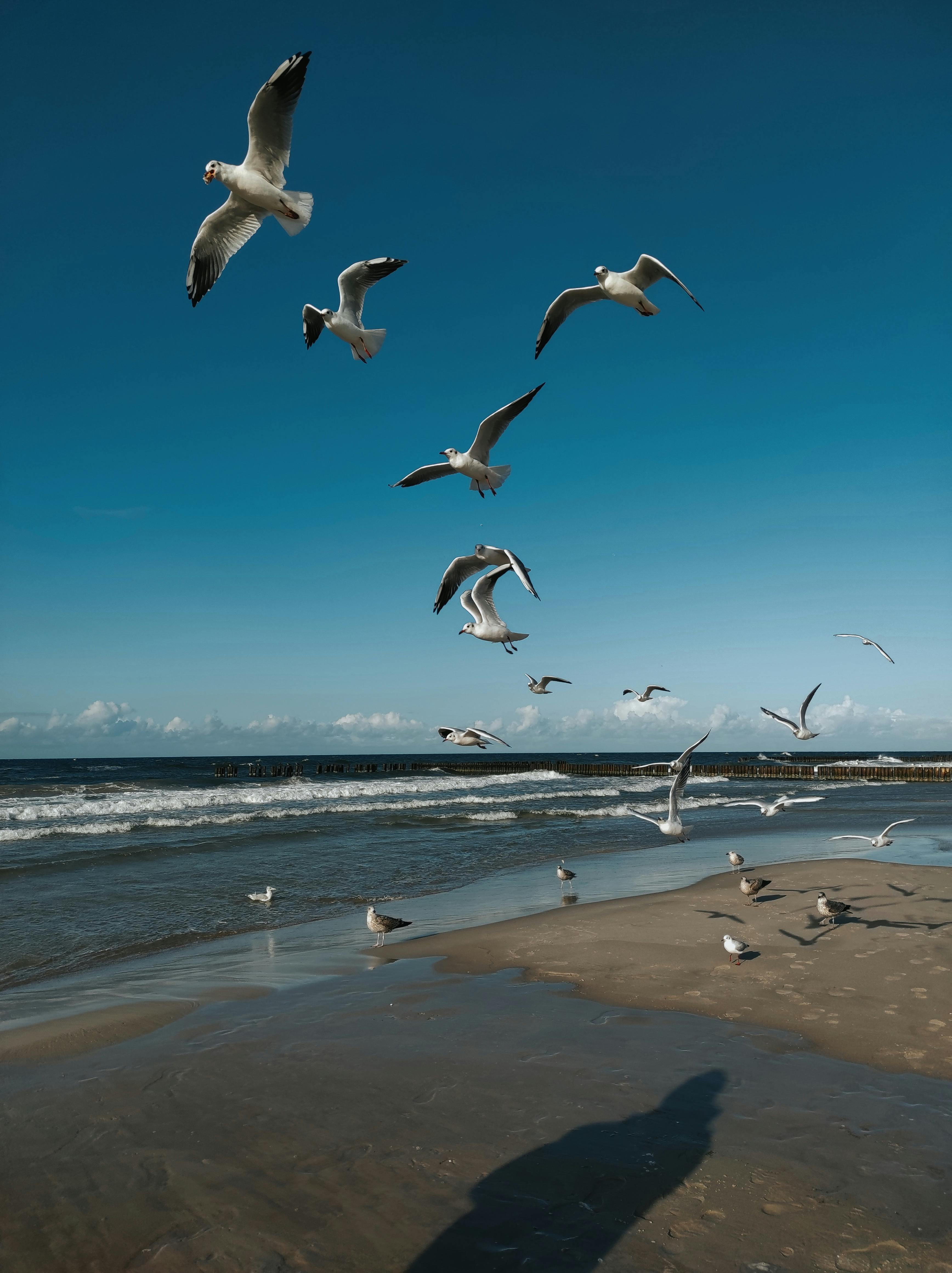 Flock of Birds Flying over the Sea · Free Stock Photo