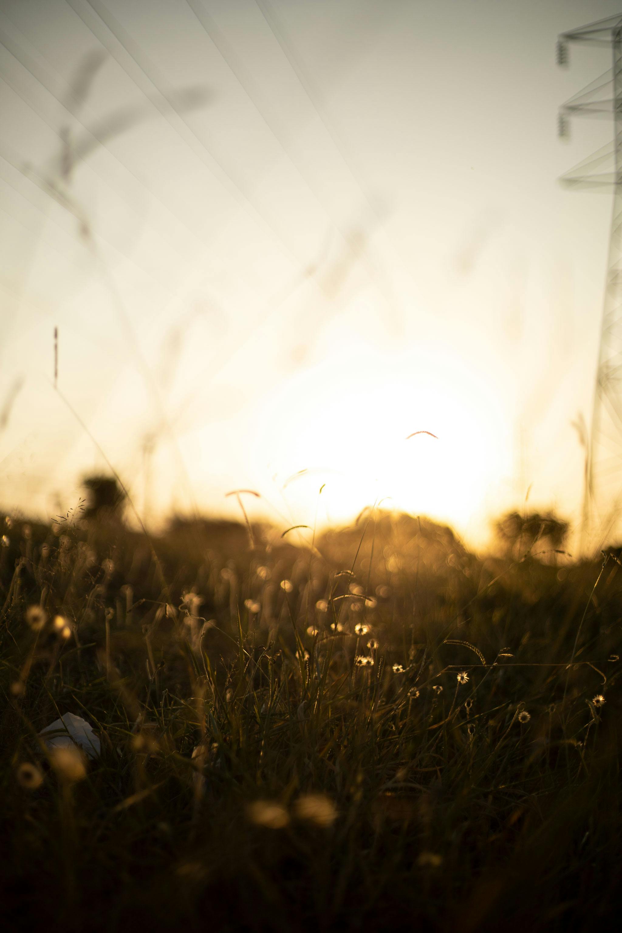 Green Grass During Sunrise · Free Stock Photo