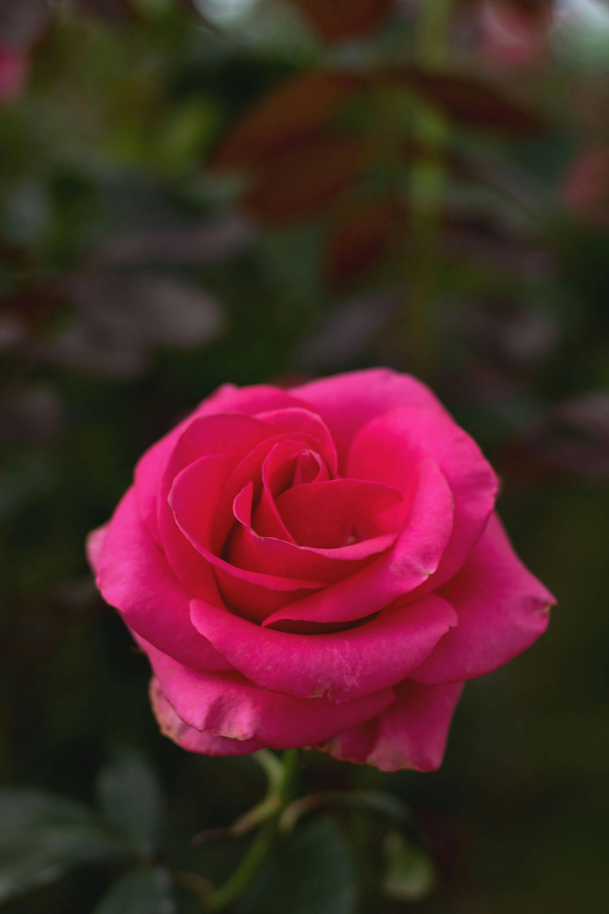 Elegant Pink Garden Roses in a Pot · Free Stock Photo
