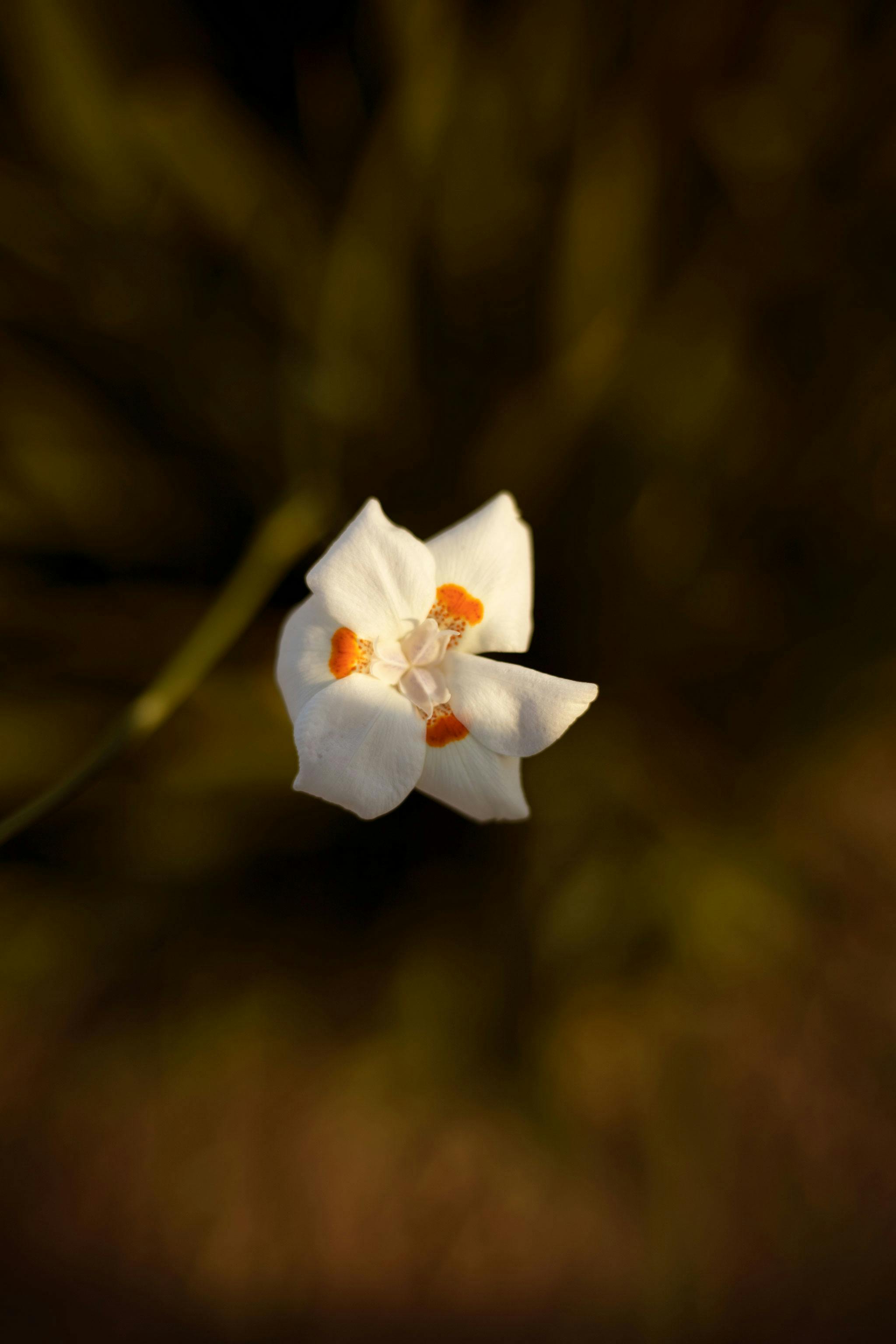 Plant Dna Photos, Download Free Plant Dna Stock Photos & HD Images