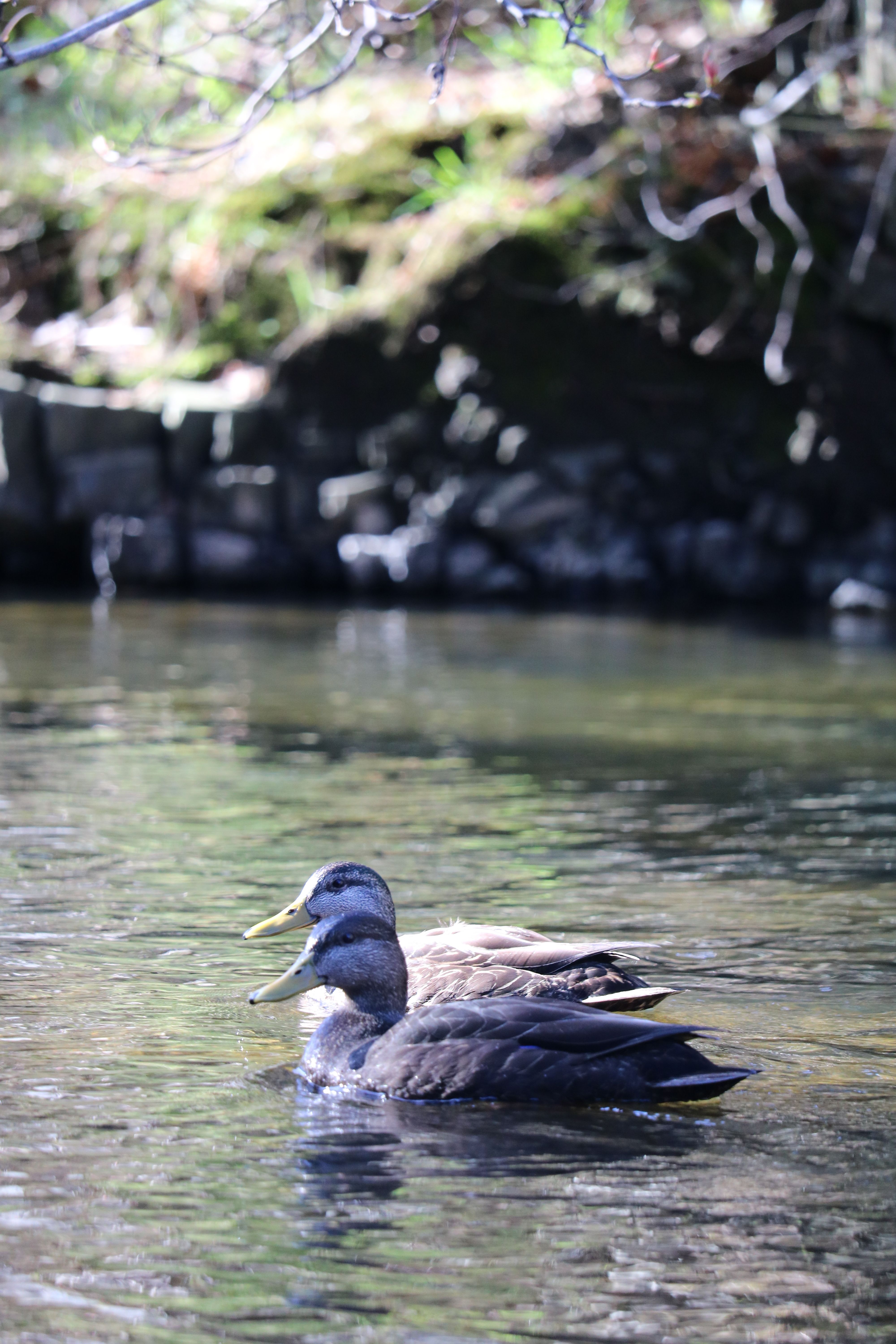 Bird by Water · Free Stock Photo