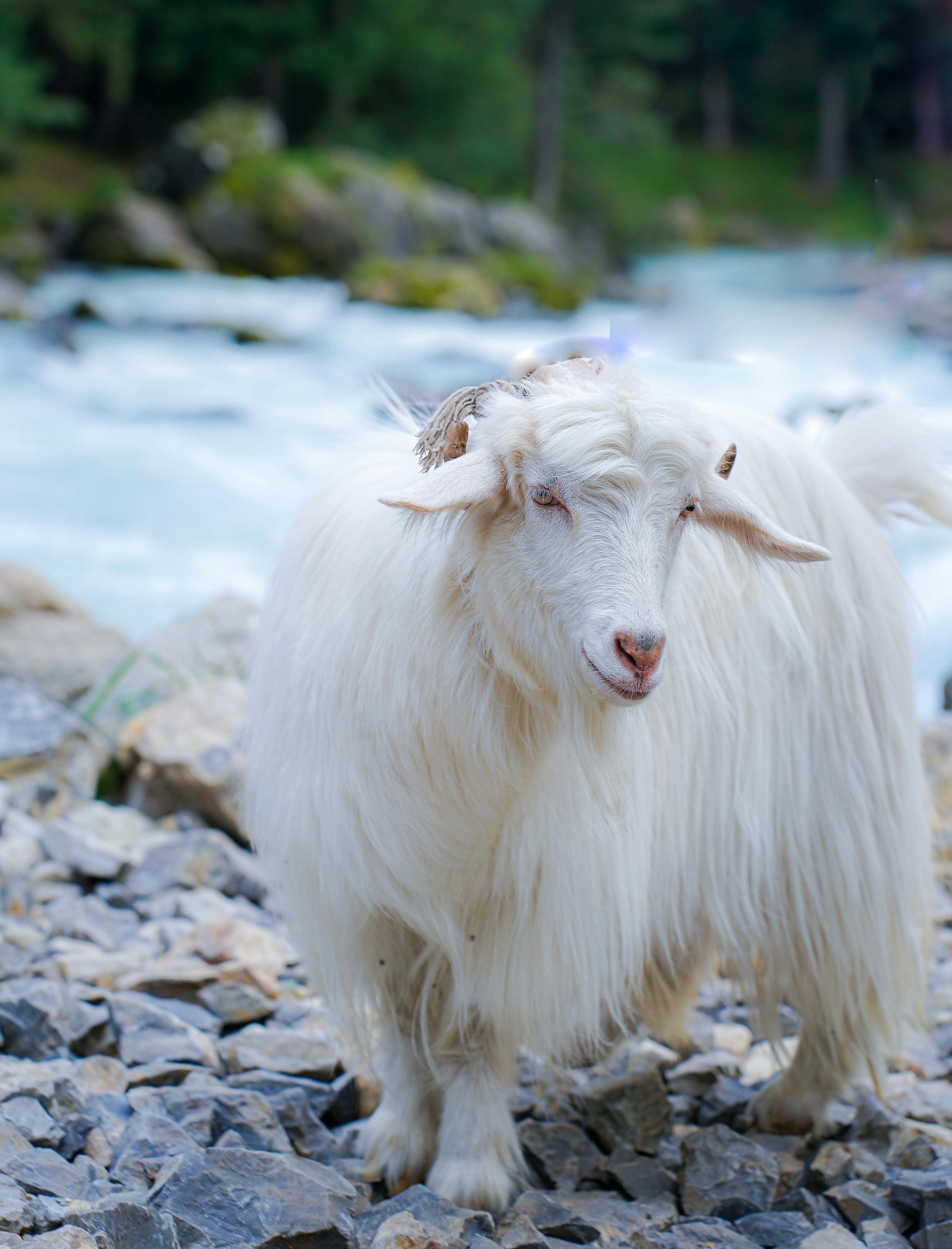 Close-Up Shot of a Pashmina Goat on the Rocks · Free Stock Photo