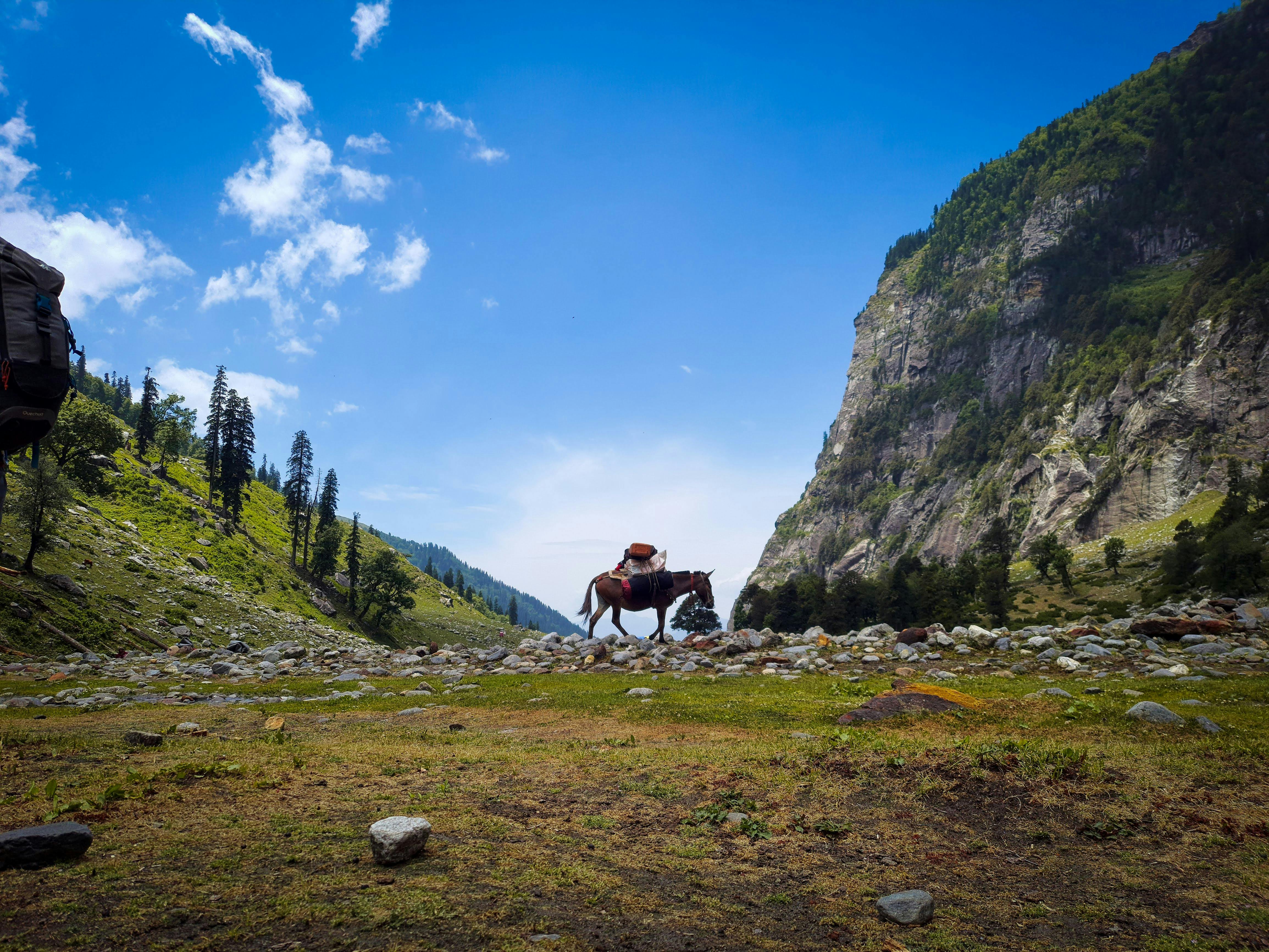 Horse on Mountain · Free Stock Photo