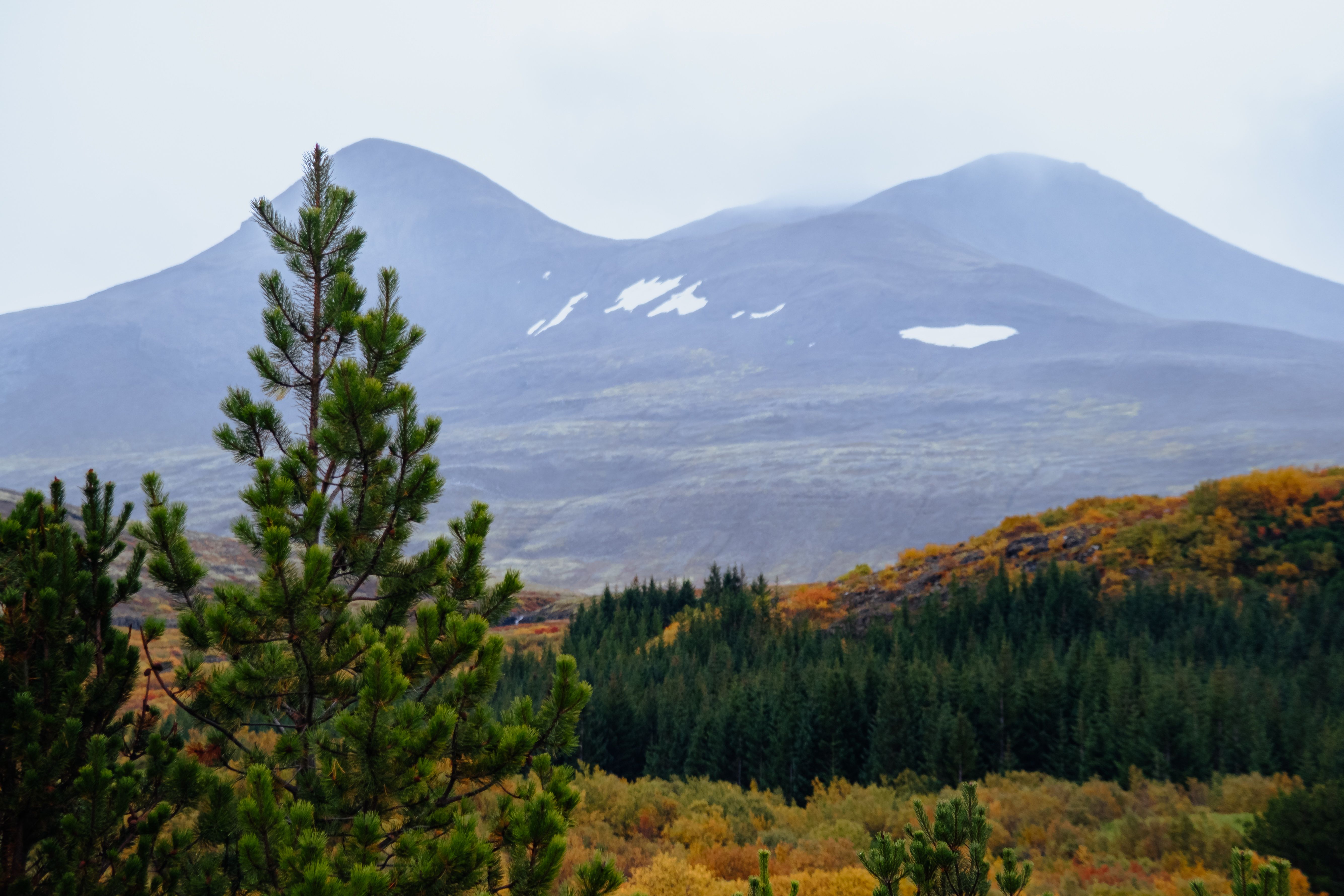 Trees Near Mountain · Free Stock Photo