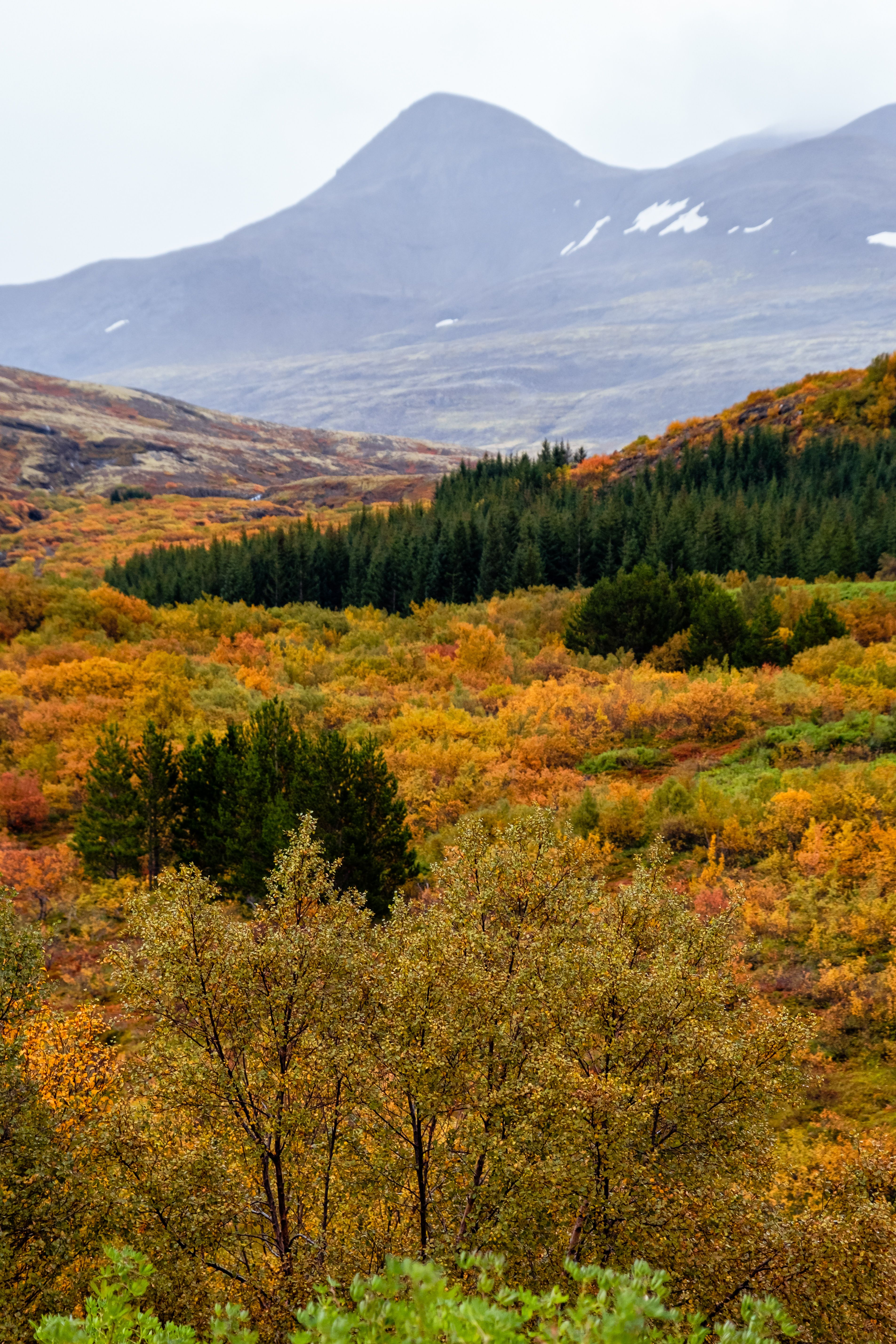 Autumn Trees Near Mountain in High Angle Shot · Free Stock Photo
