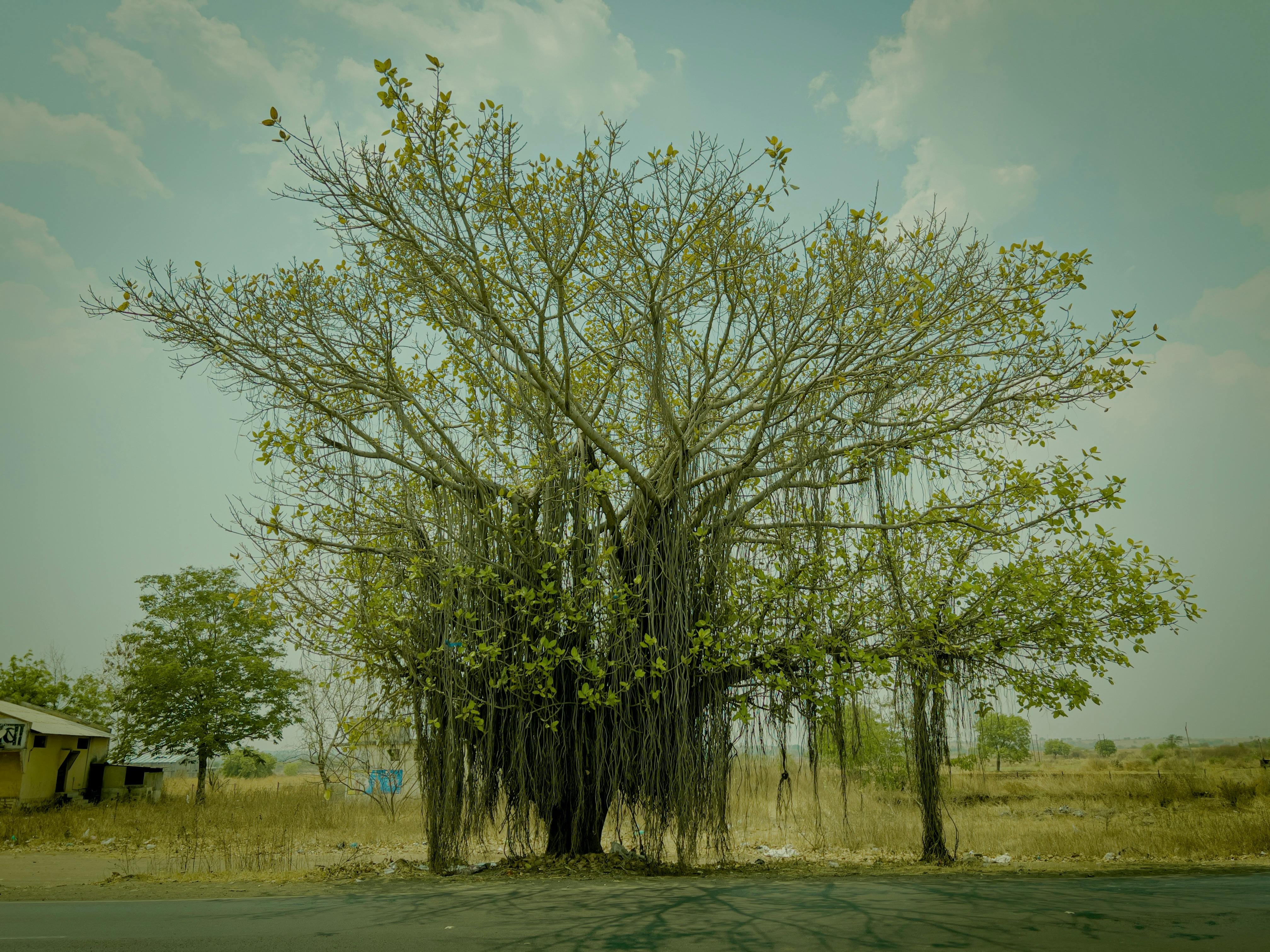 Big Tree in Park · Free Stock Photo