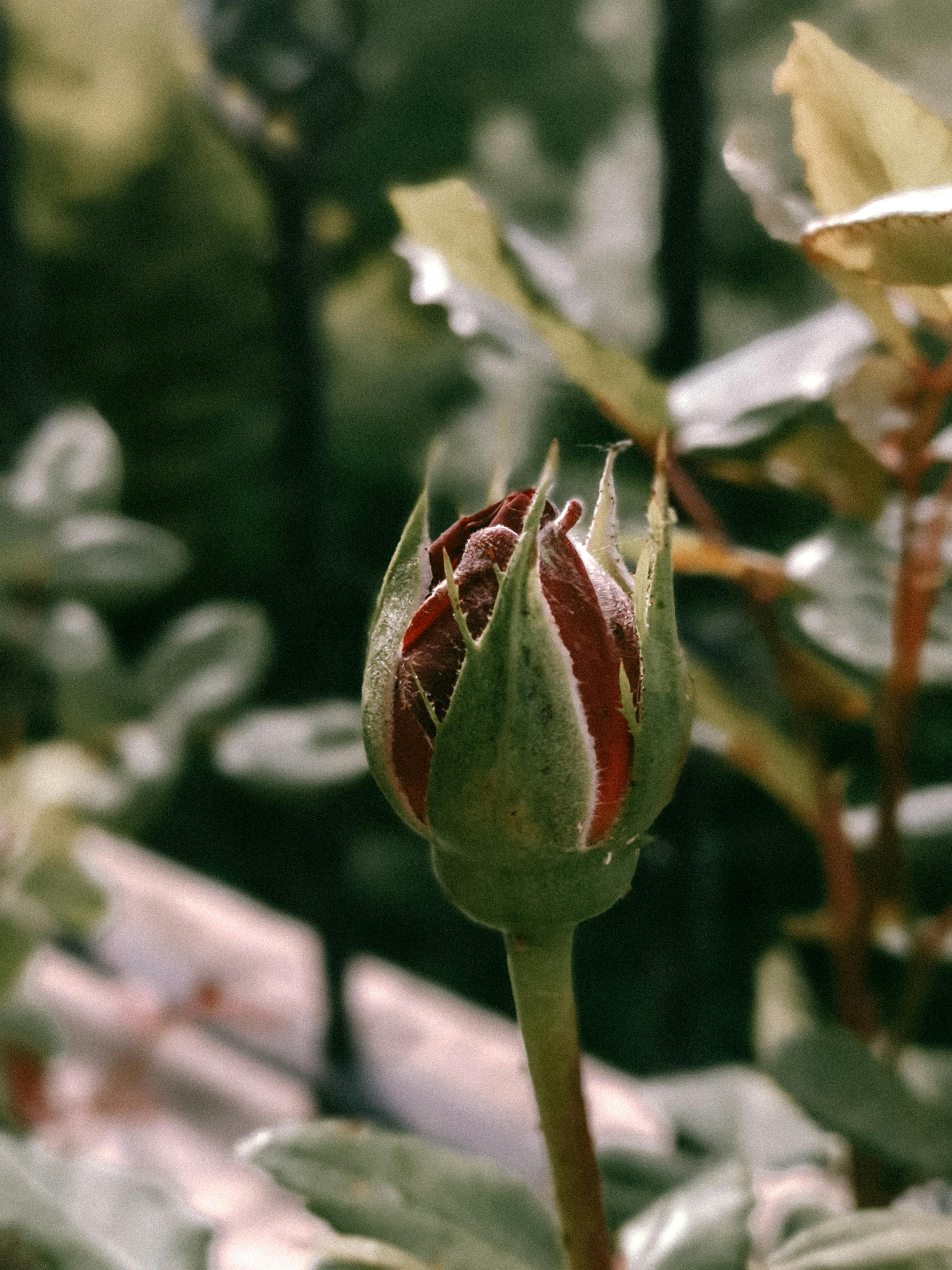 Closeup of a Rose Bud · Free Stock Photo