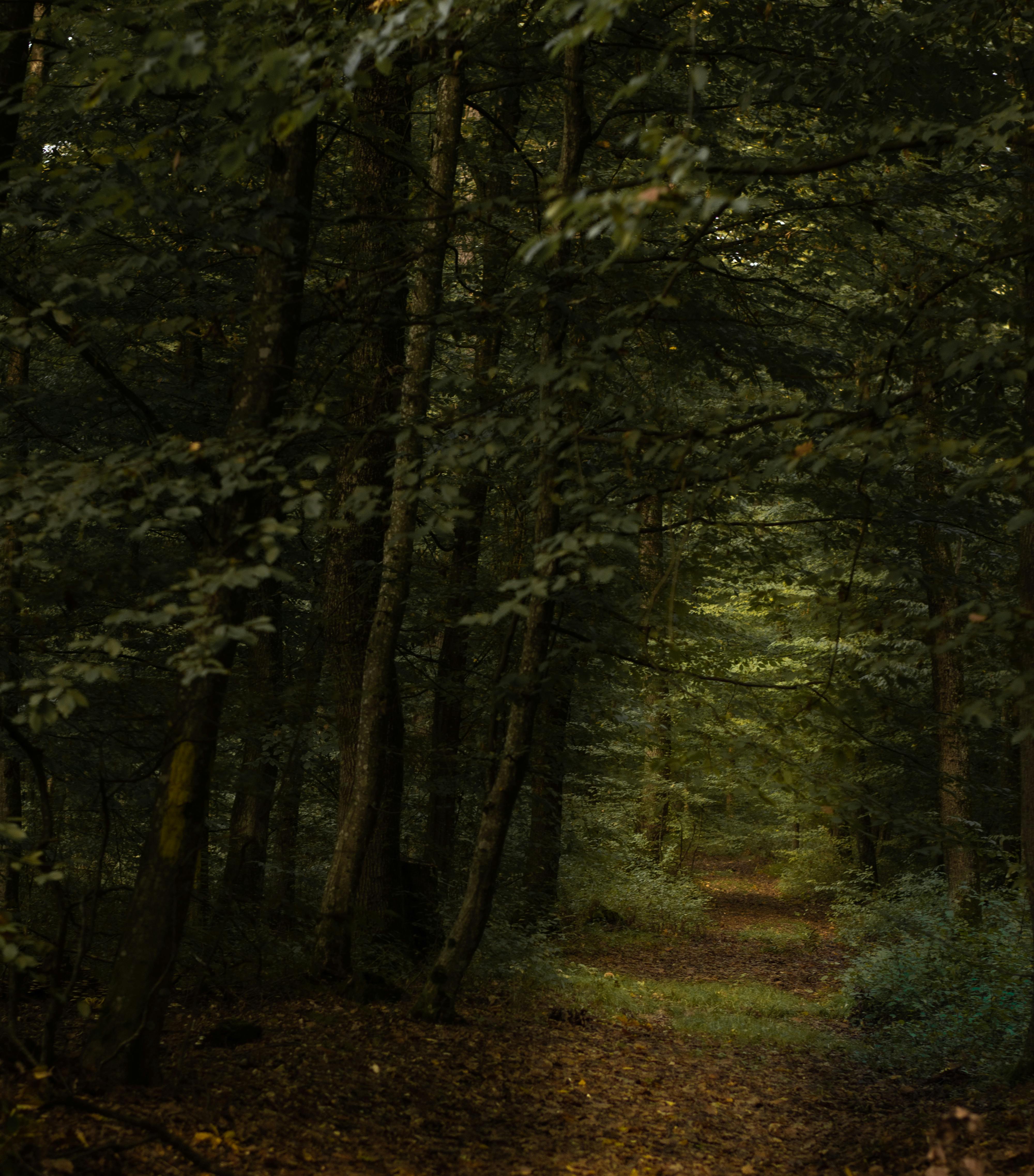 Trees In Between Path · Free Stock Photo