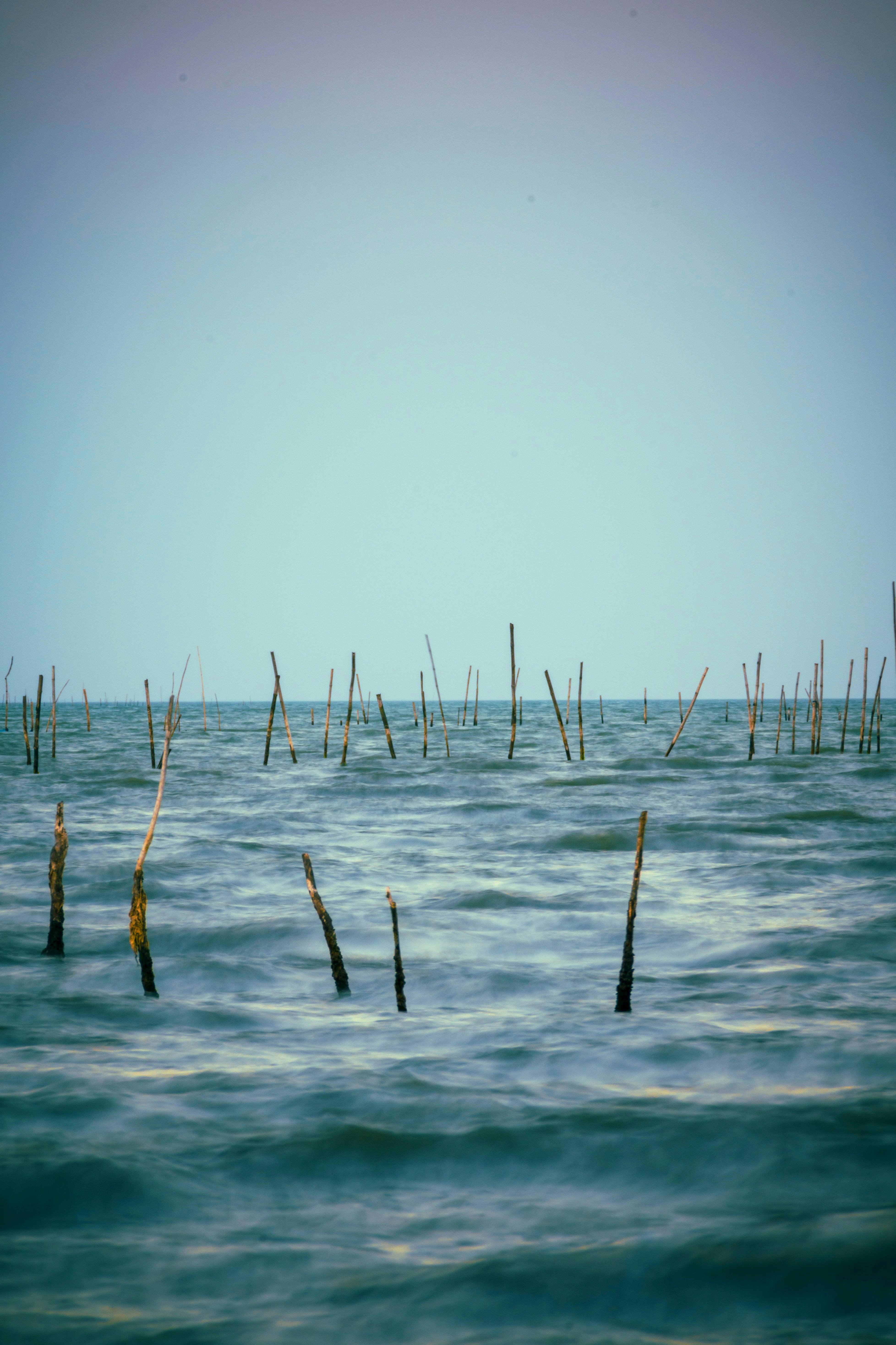 Sticks In Water Photos, Download The BEST Free Sticks In Water Stock ...