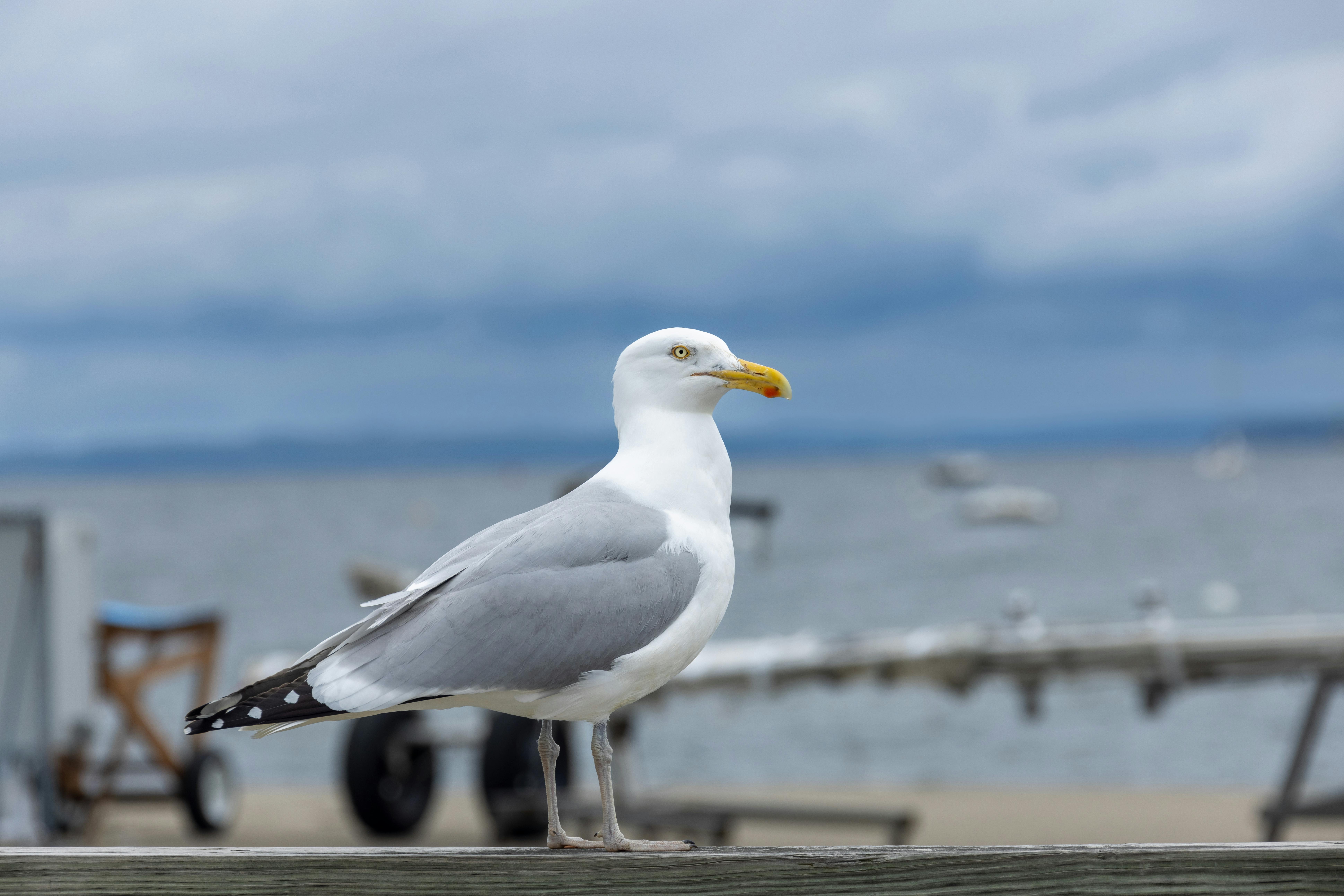 Perched Seagull · Free Stock Photo