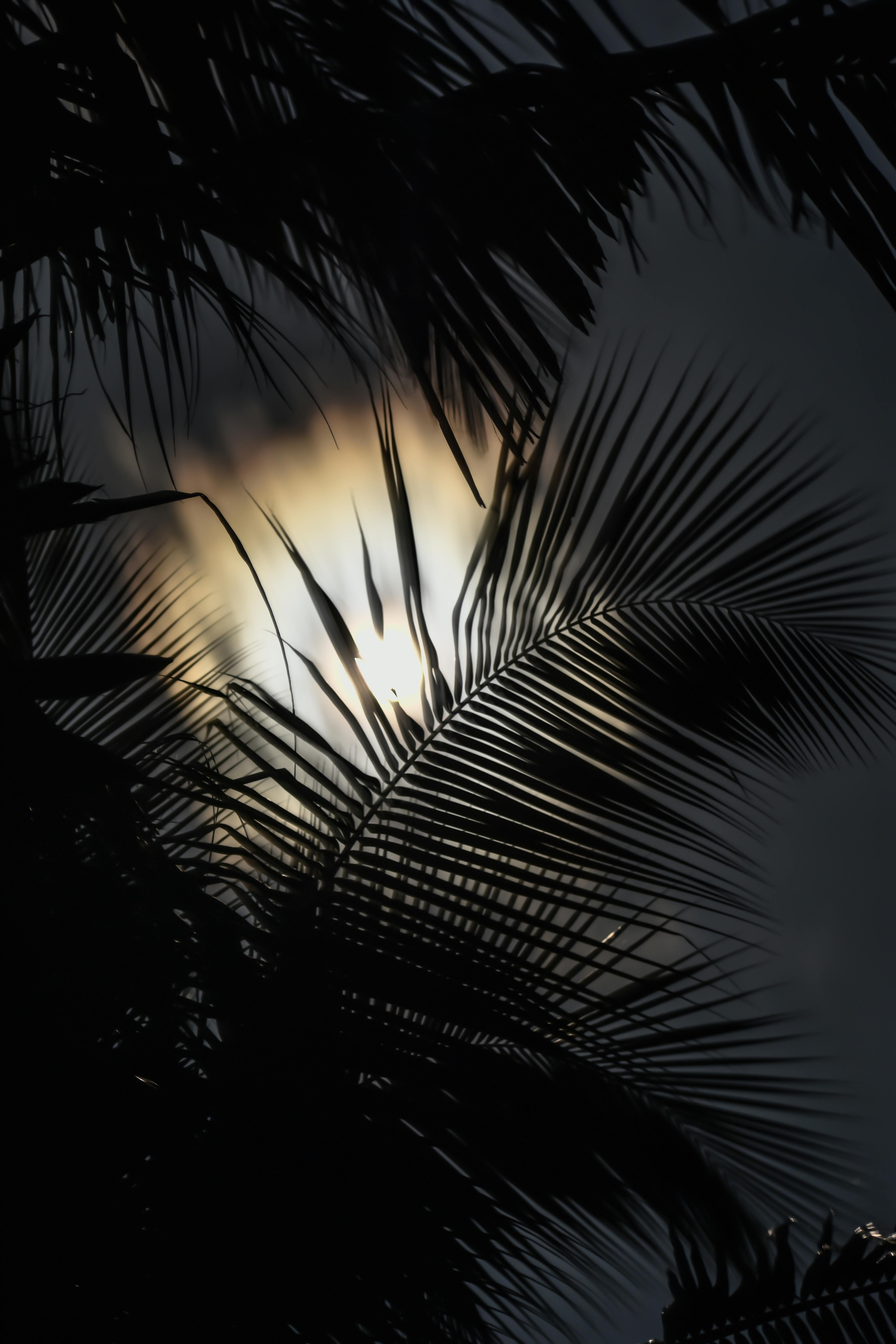 Silhouette of Palm Tree Leaves · Free Stock Photo