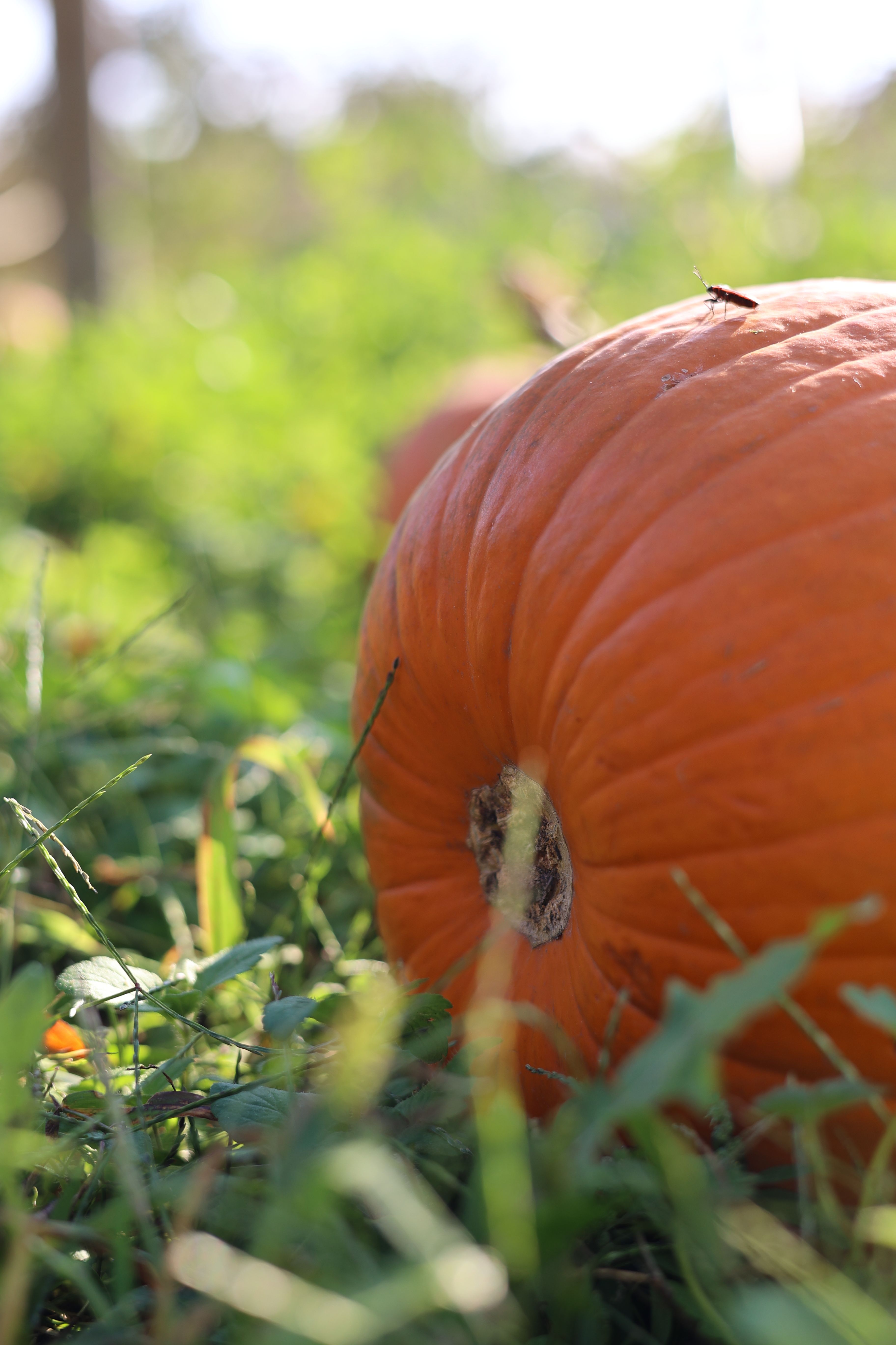 One Pumpkin Photos, Download Free One Pumpkin Stock Photos & HD Images