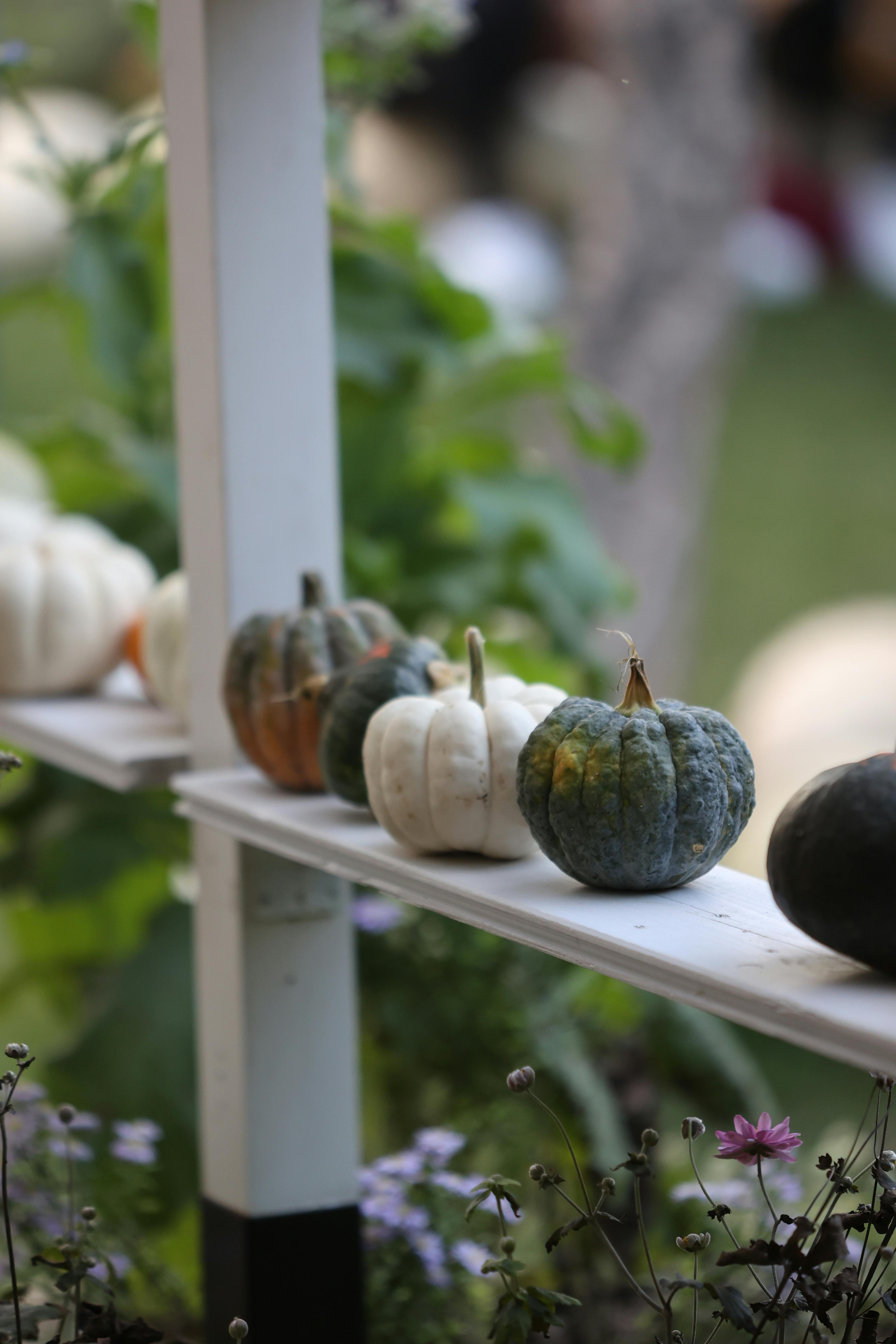 Shelf with Guard Vegetables · Free Stock Photo