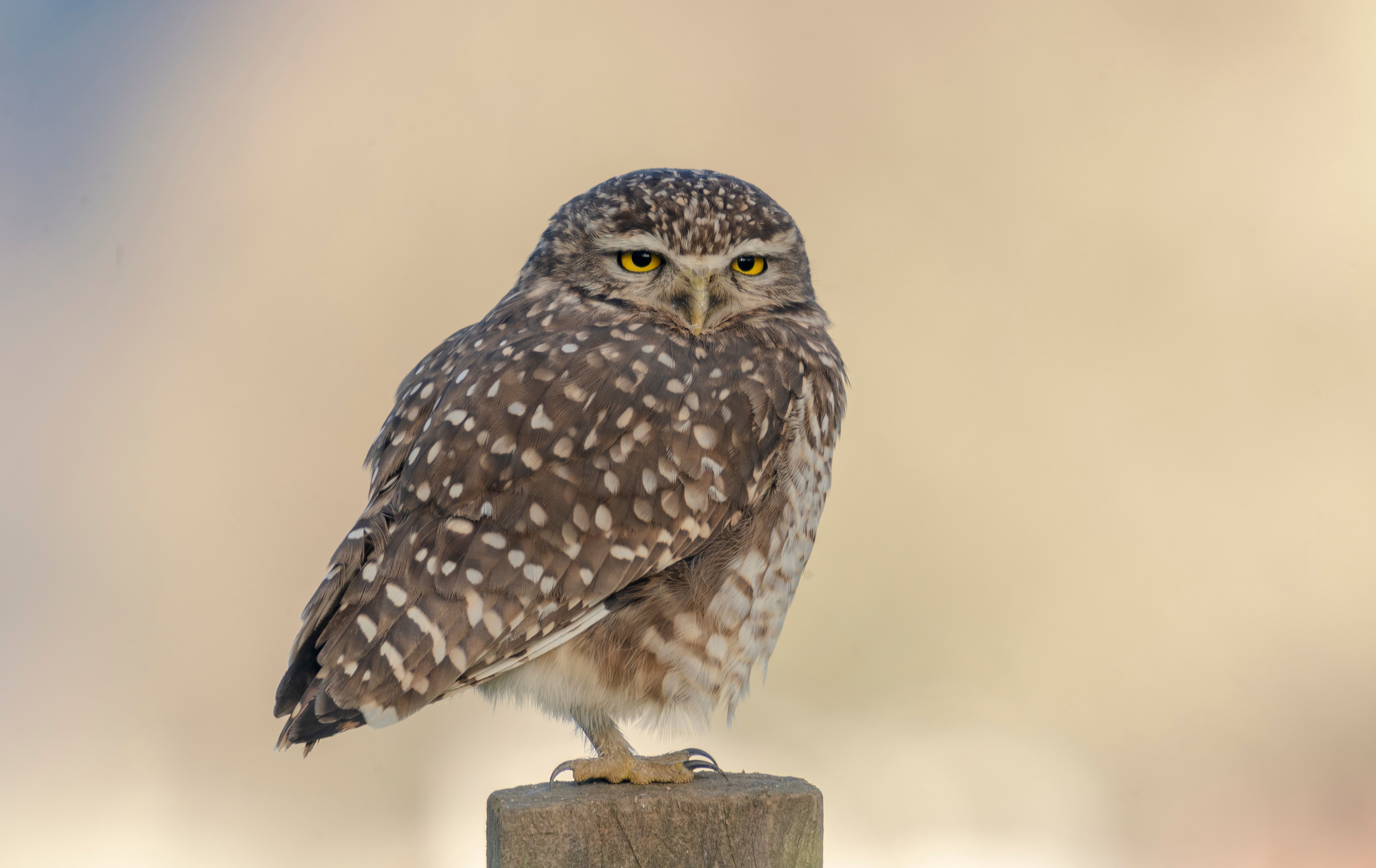 Burrowing Owl Standing on Grass · Free Stock Photo