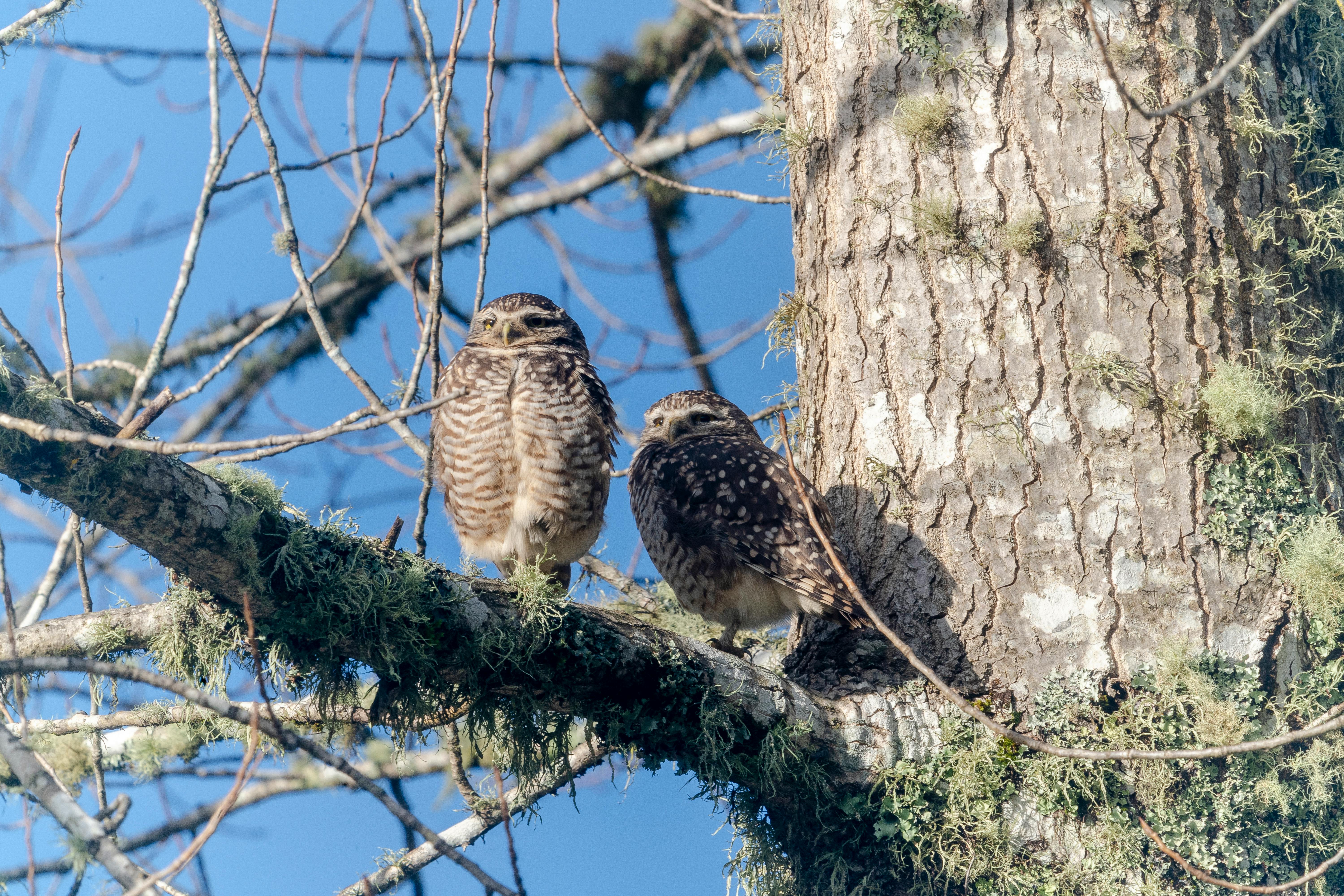 Photograph of Burrowing Owls on a Tree Branch · Free Stock Photo
