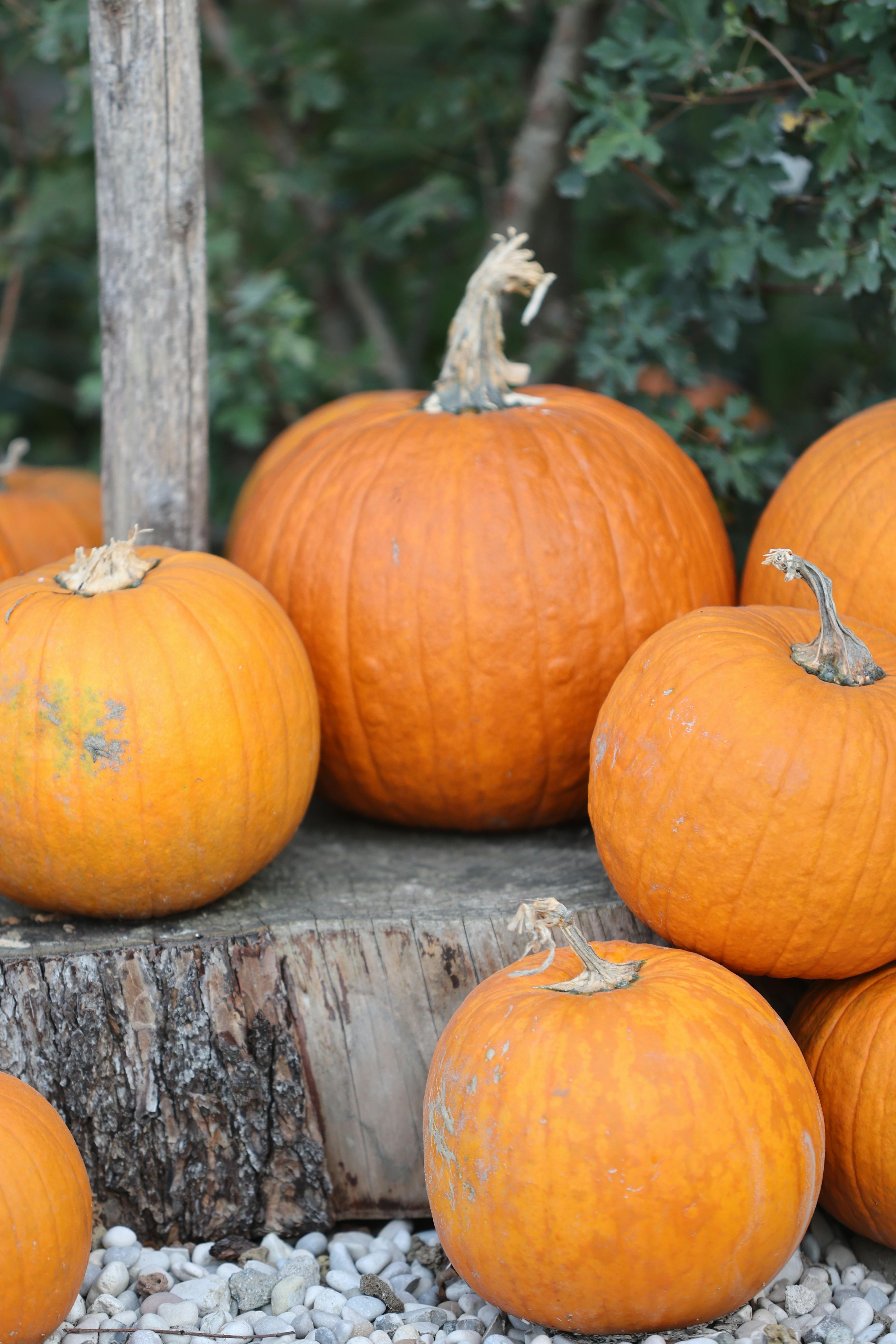 Photo of Orange Pumpkins · Free Stock Photo