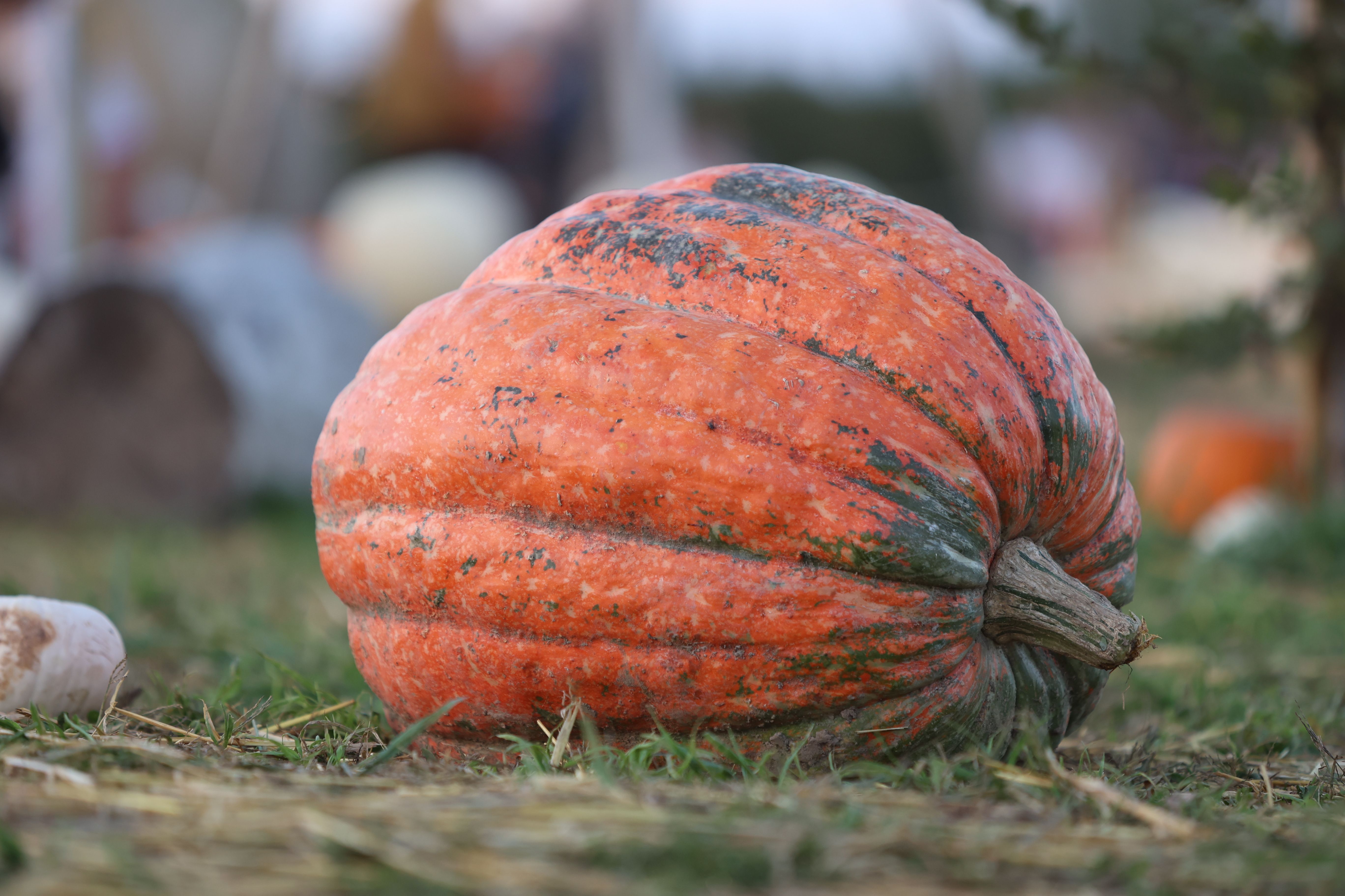 Close Up Photo of a Pumpkin · Free Stock Photo