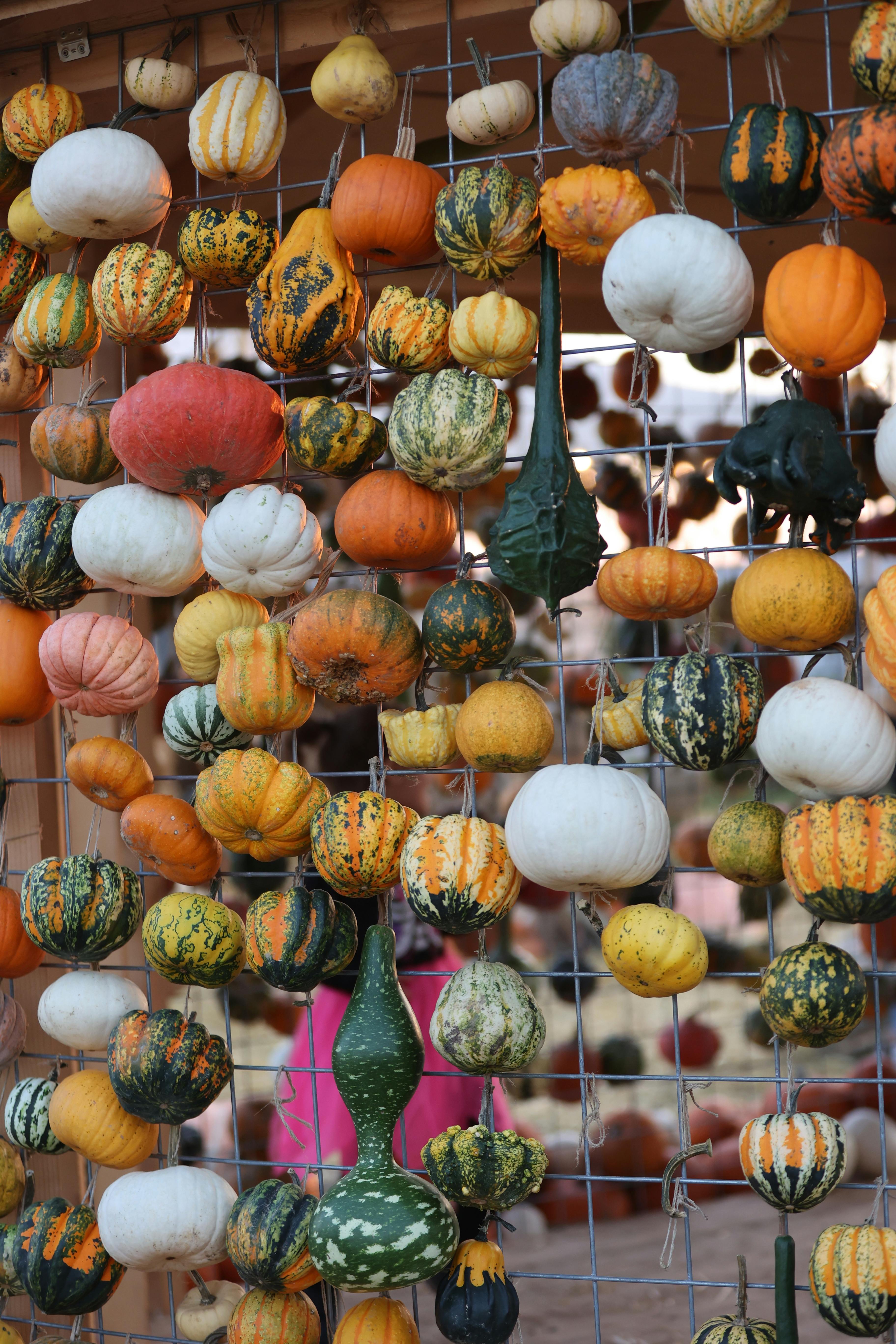 Small Pumpkins Photos, Download The BEST Free Small Pumpkins Stock ...