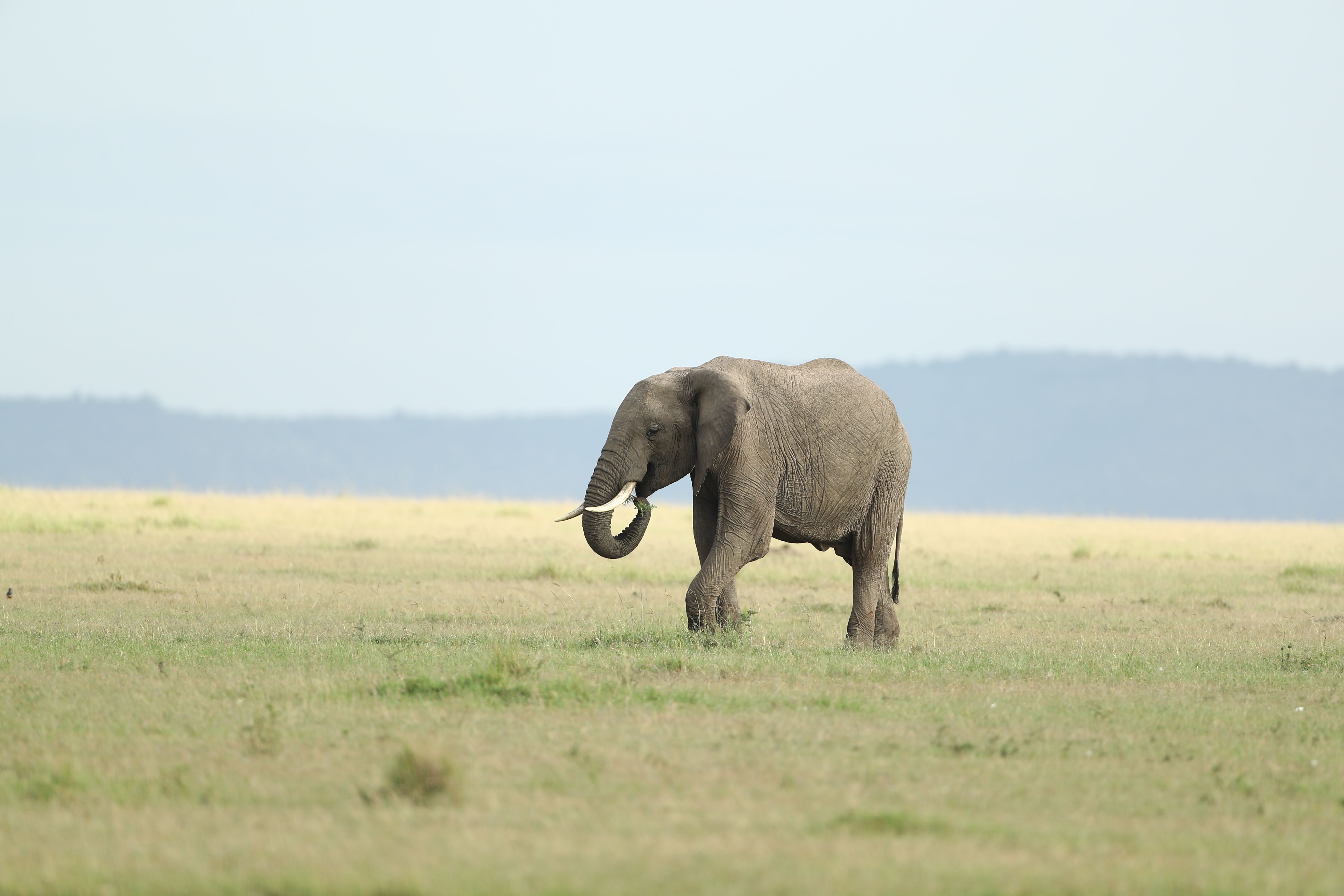 Elephant on Grass Field Near Mountain · Free Stock Photo