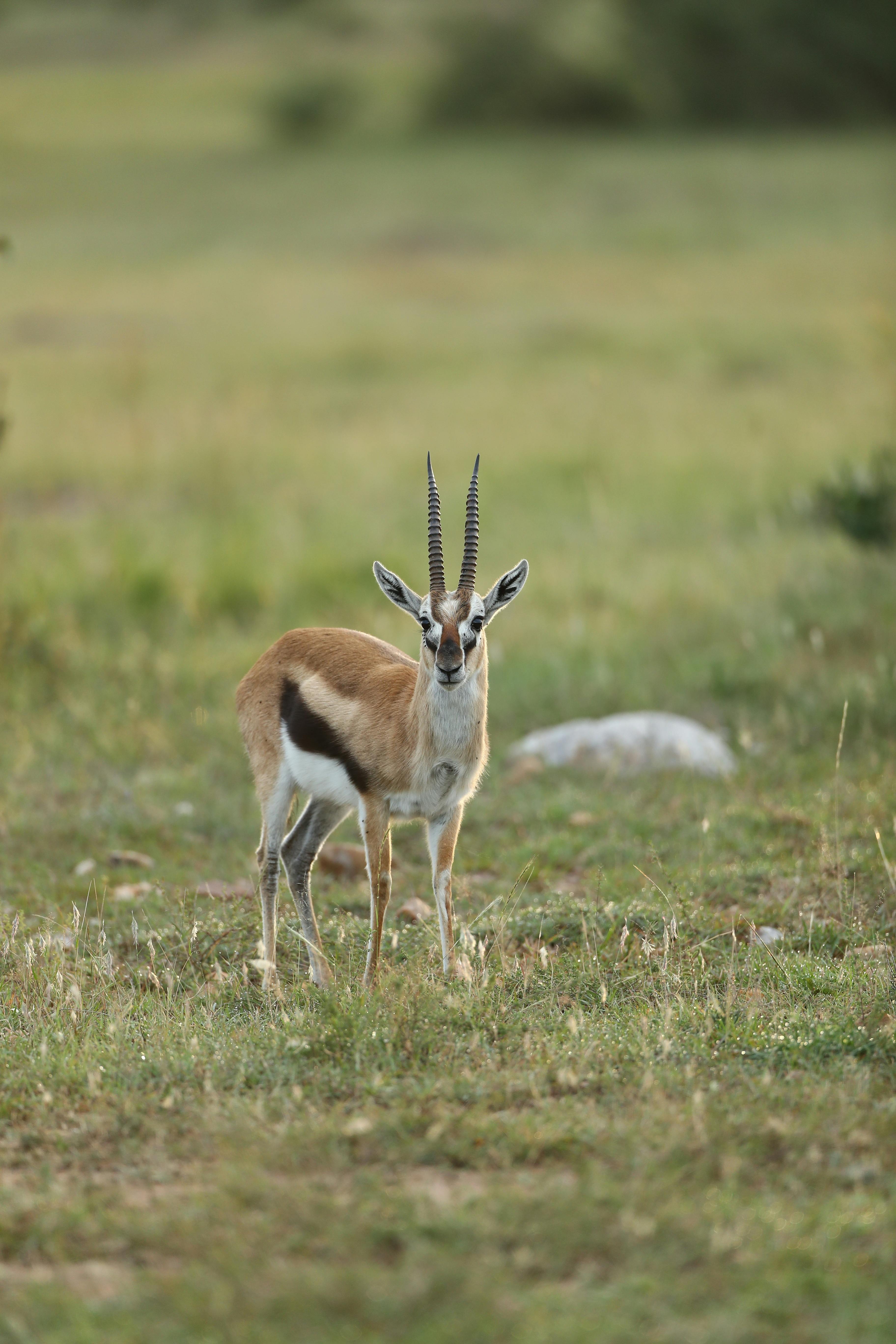 Antelope Standing on a Meadow · Free Stock Photo