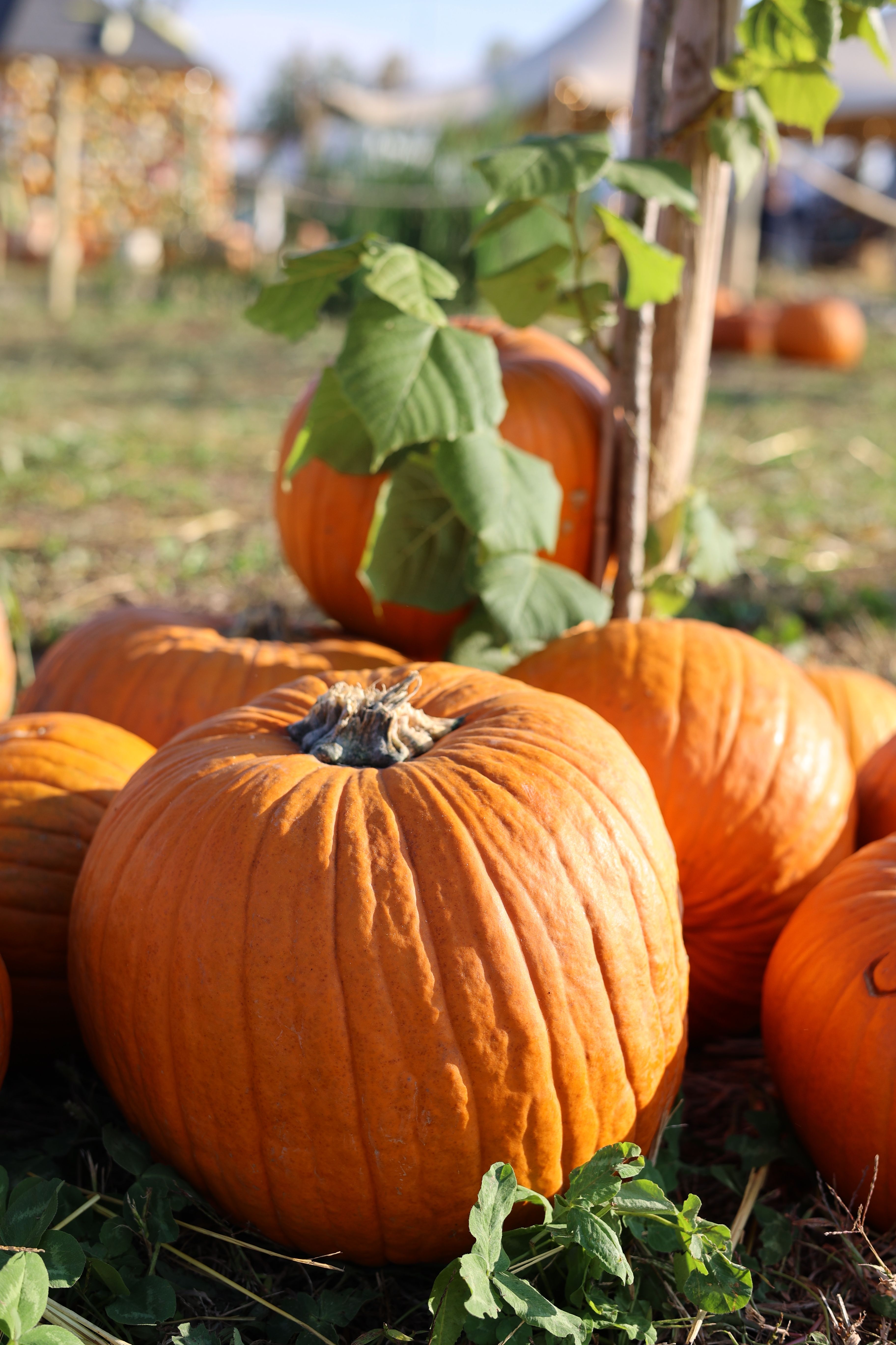 Pumpkins For Halloween · Free Stock Photo