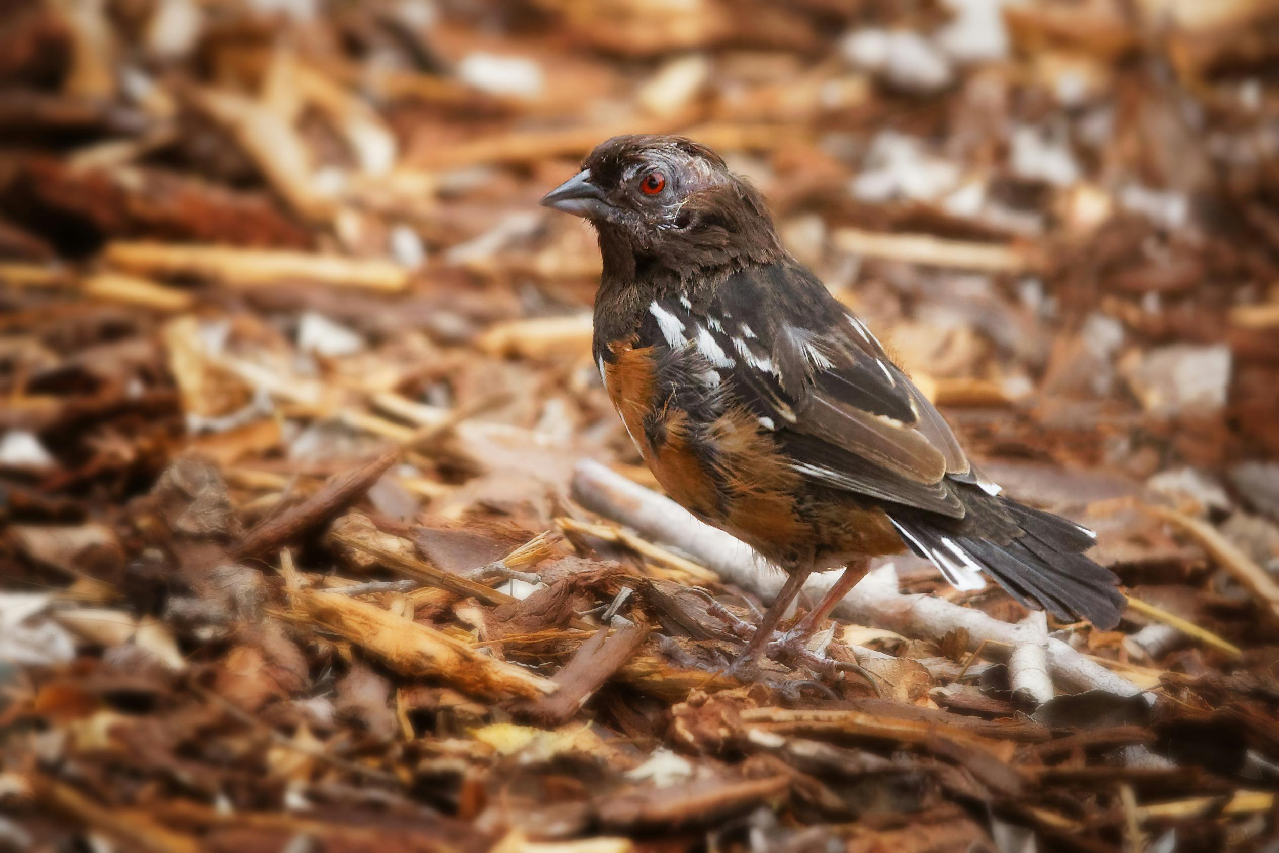 Photo of a Towhee Bird on a Rock · Free Stock Photo