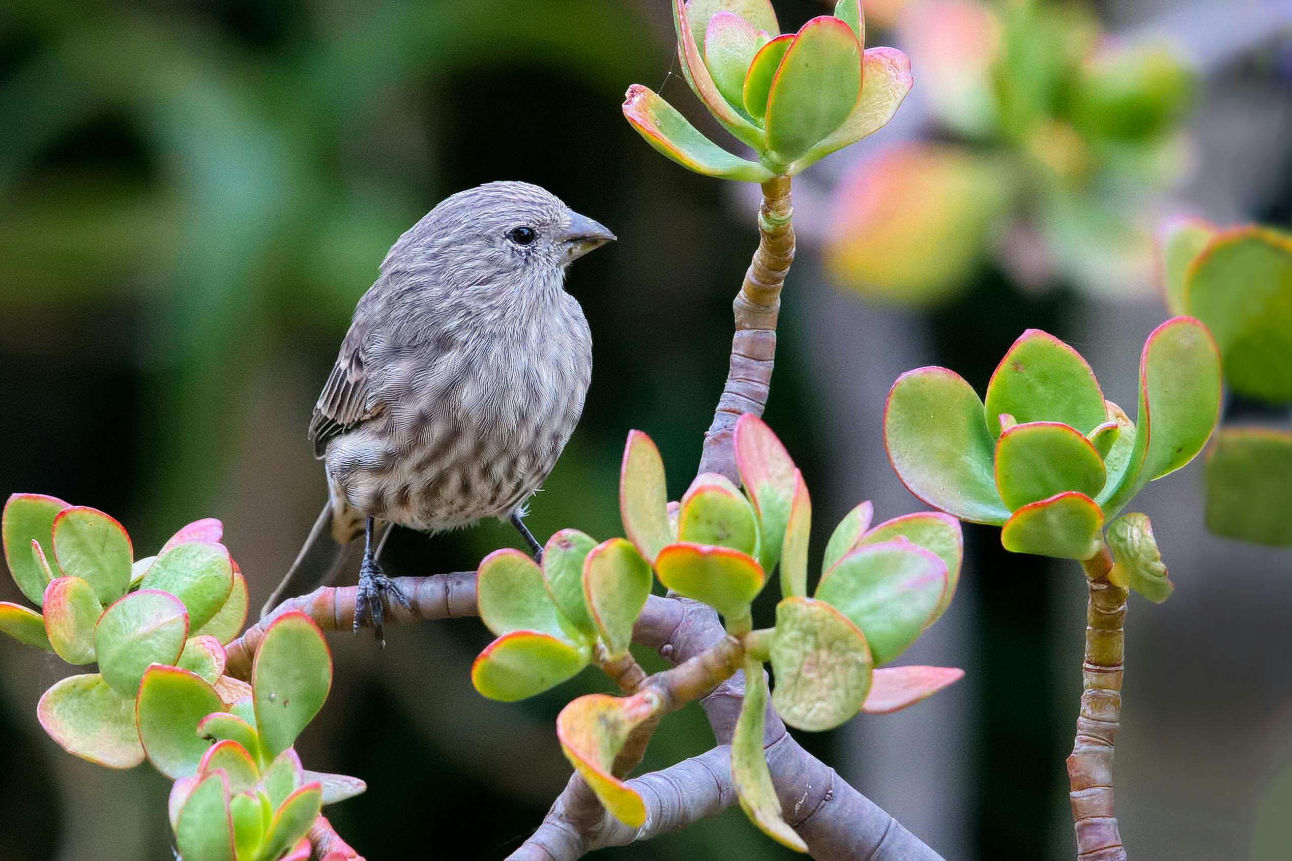 Plumbeous Sierra Finch Bird on Tree Branch · Free Stock Photo