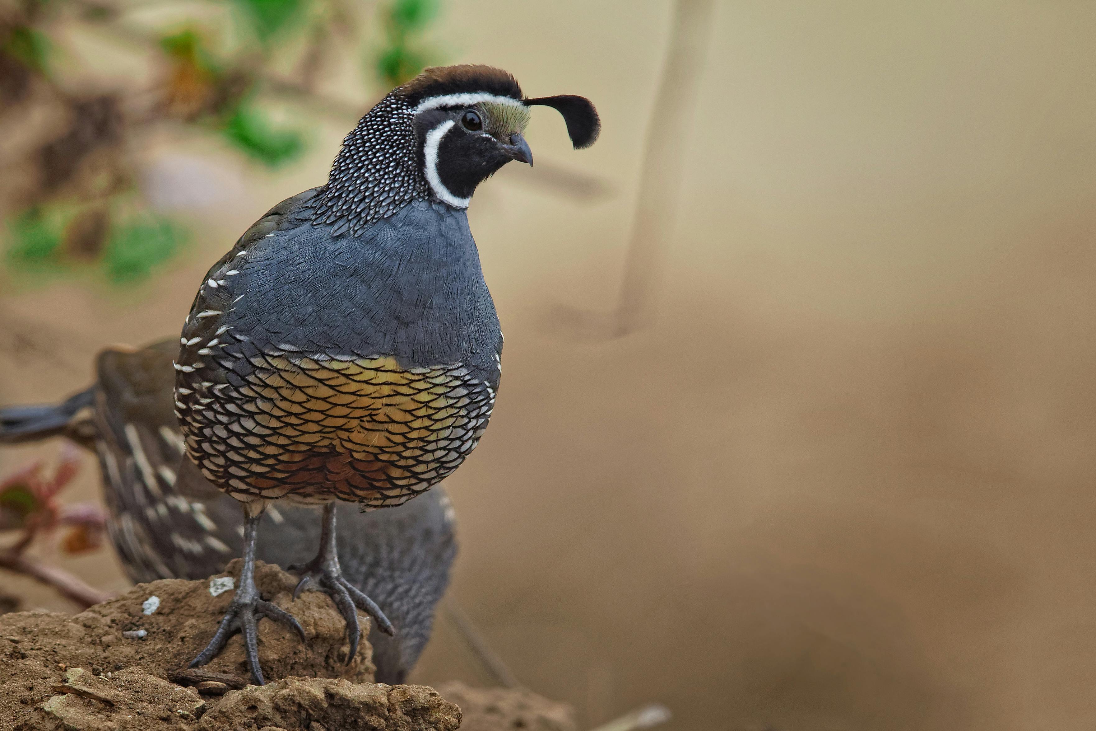 California Quail Bird Photos, Download The BEST Free California Quail ...