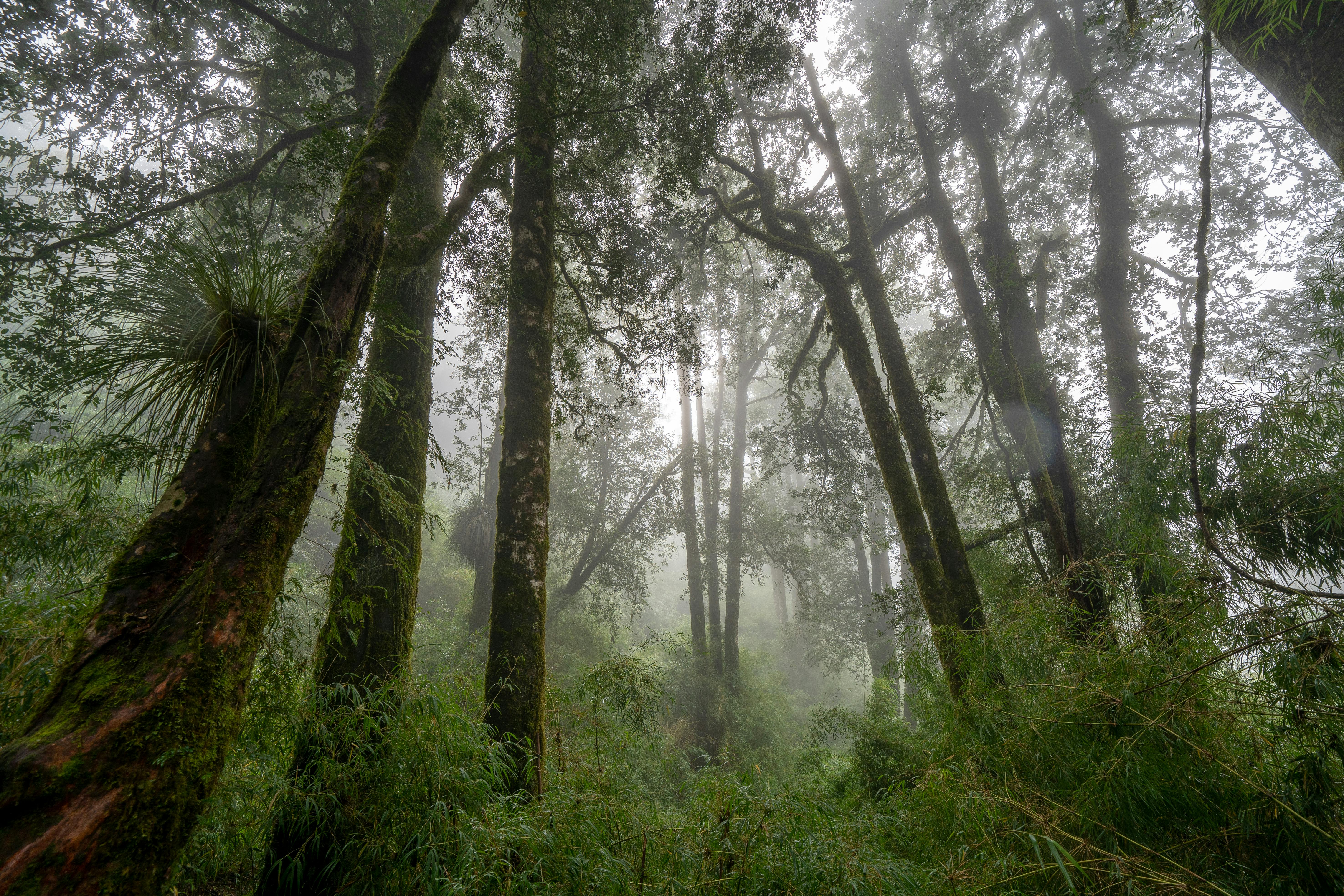 Green Trees in the Forest · Free Stock Photo