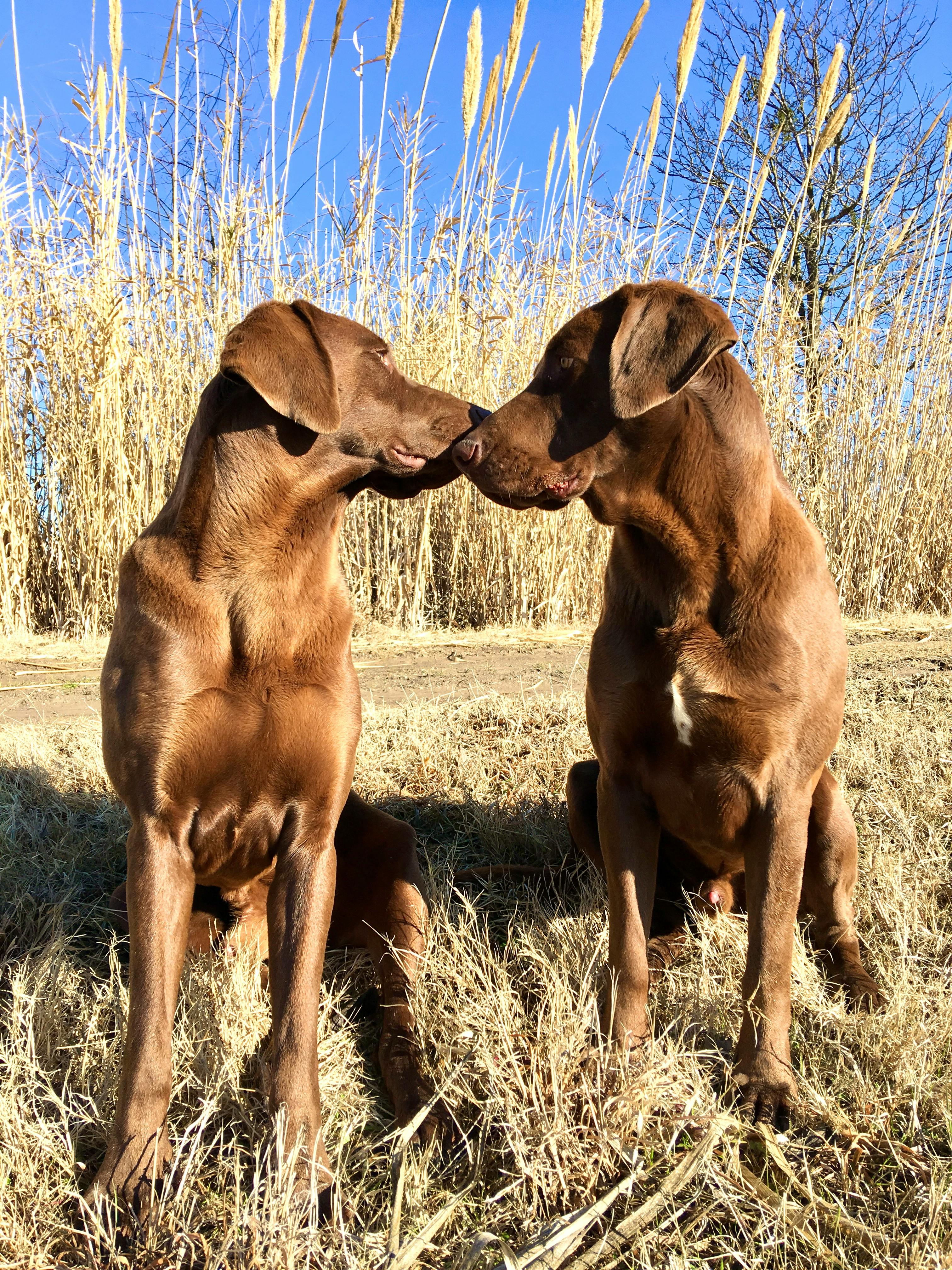 Two Dogs on Brown Grass Field · Free Stock Photo